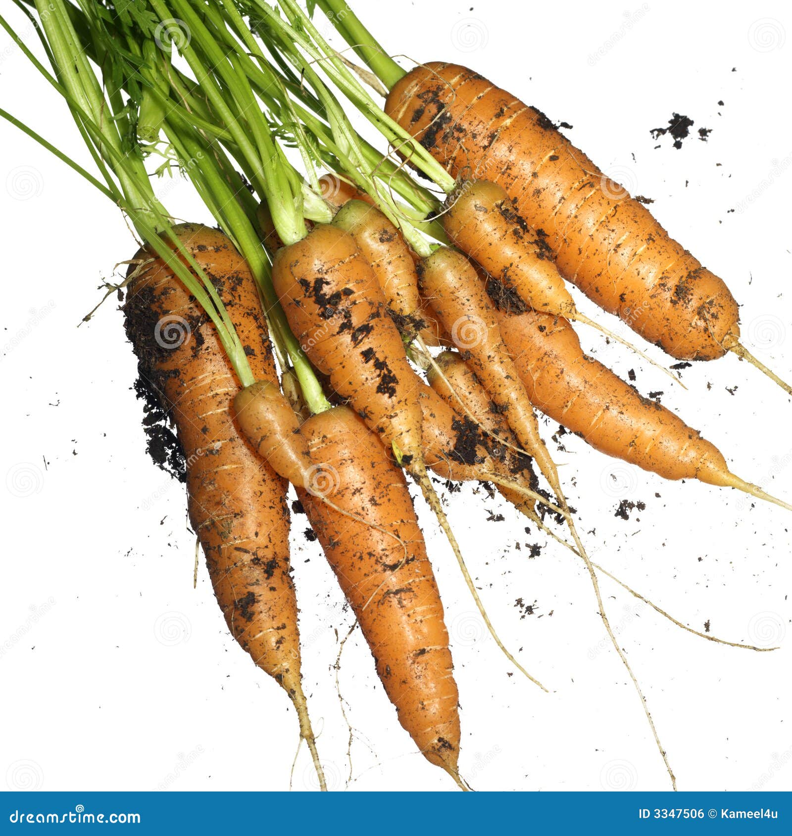 Bunch of fresh carrots stock photo. Image of field, fresh - 3347506