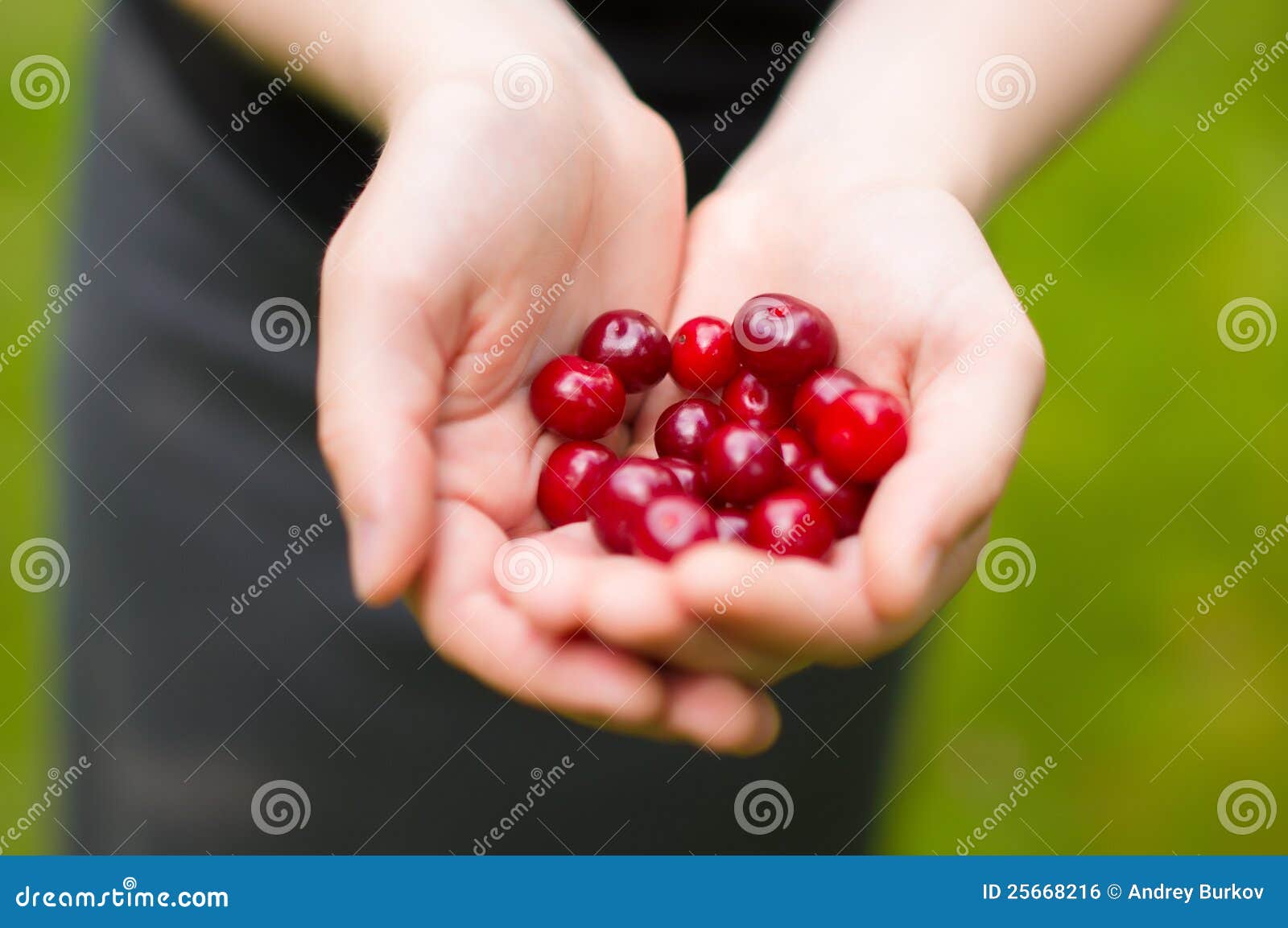 Bunch of fresh cherry stock photo. Image of plant, edible - 25668216