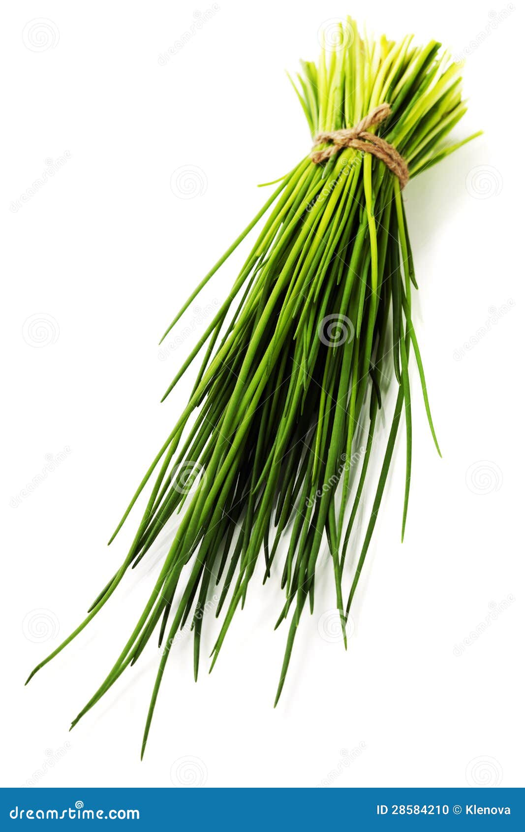 A bunch of fresh chives stock photo. Image of leaves - 28584210