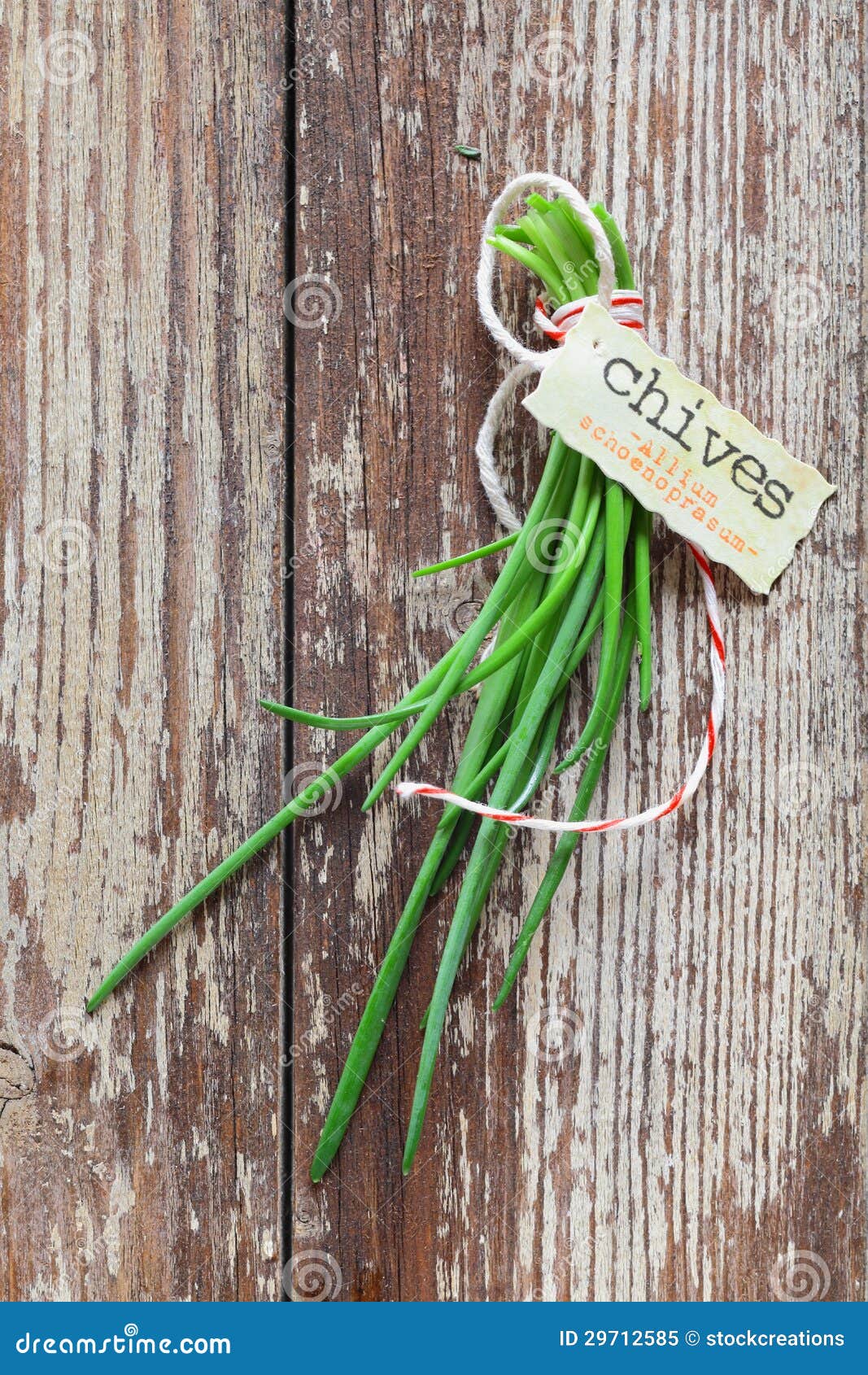 Bunch of fresh chives stock image. Image of chives, laurel - 29712585