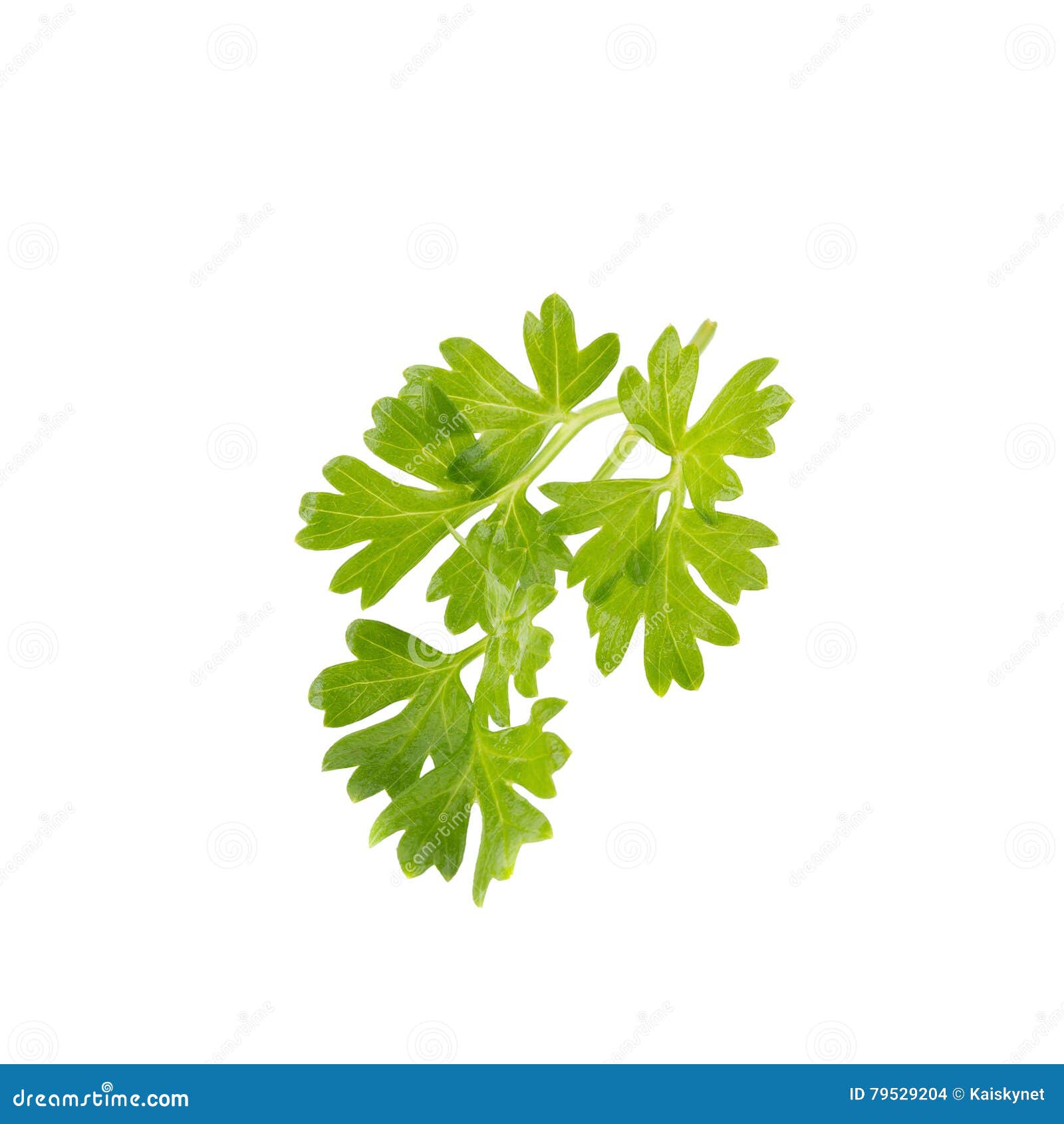 Bunch of Fresh Coriander Leaves Over White Background. Stock Photo ...