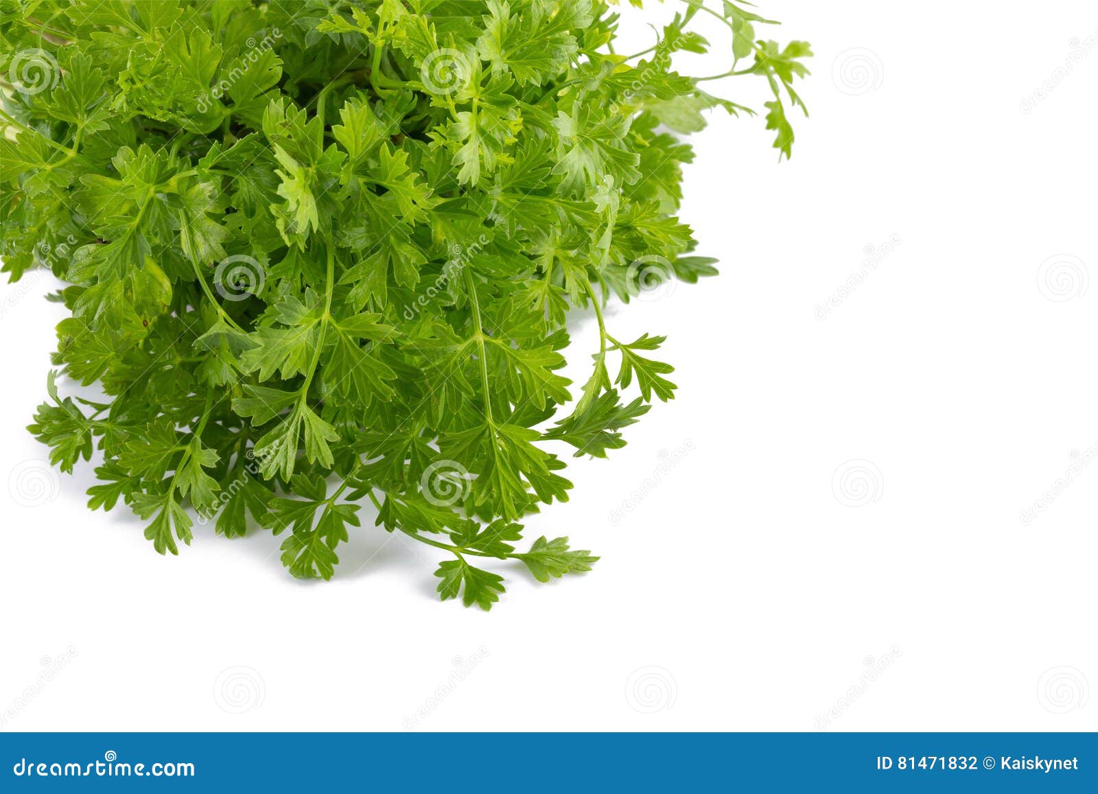 Bunch of Fresh Coriander Leaves Over White Background. Stock Photo ...