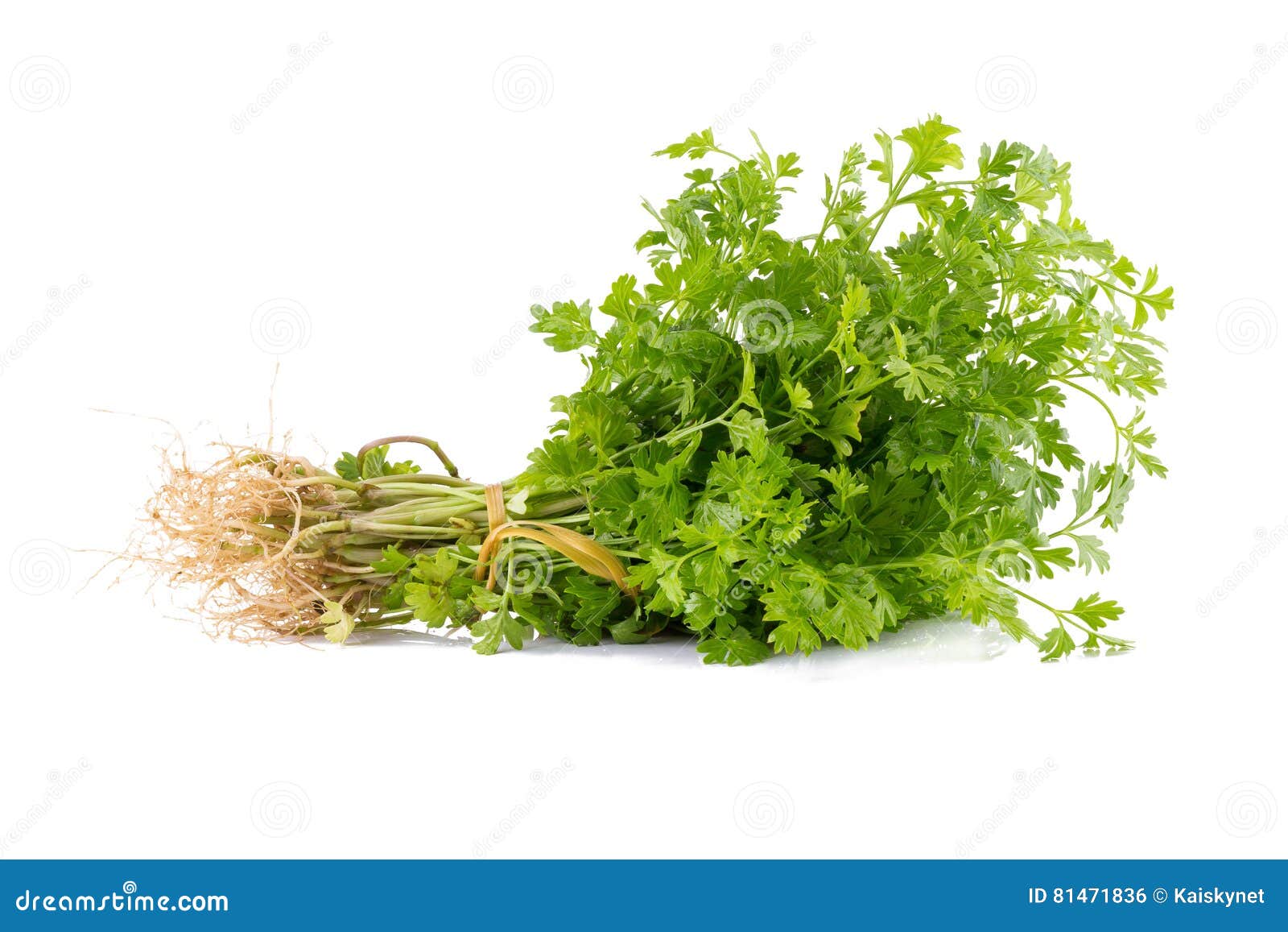Bunch of Fresh Coriander Leaves Over White Background. Stock Photo ...