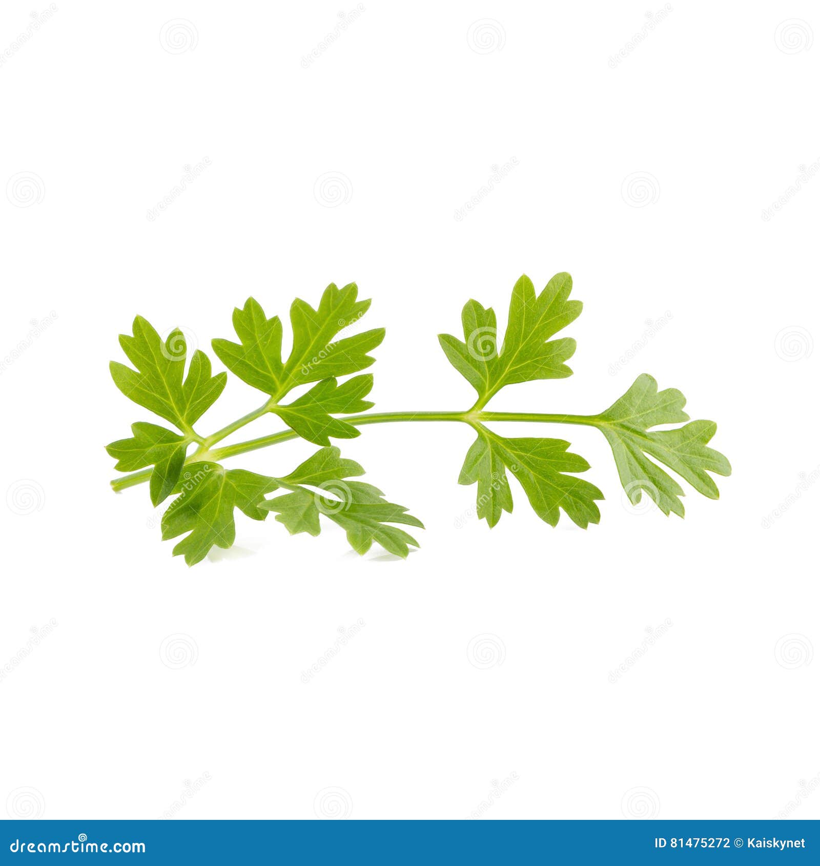 Bunch of Fresh Coriander Leaves Over White Background. Stock Photo ...
