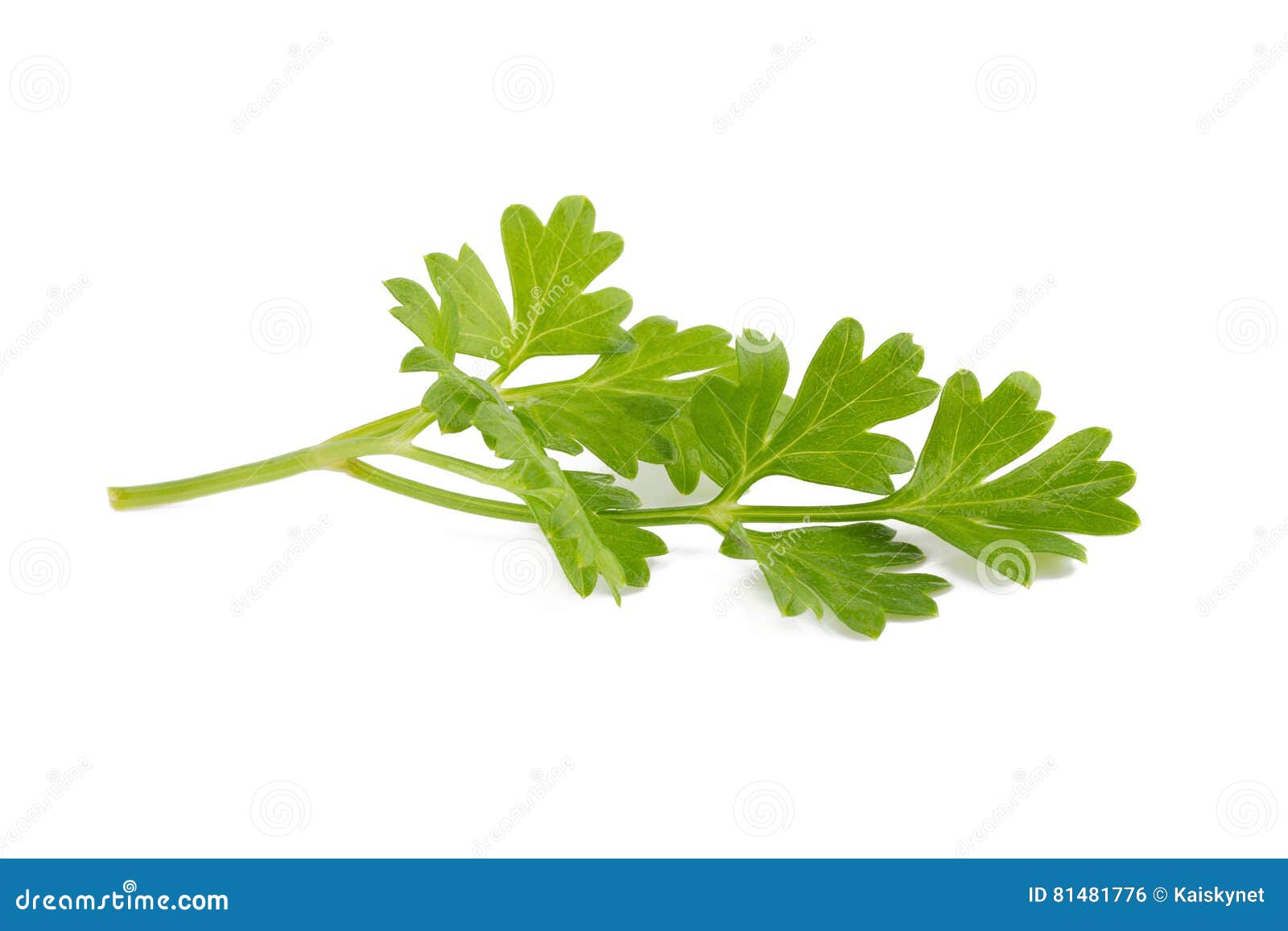 Bunch of Fresh Coriander Leaves Over White Background. Stock Photo ...