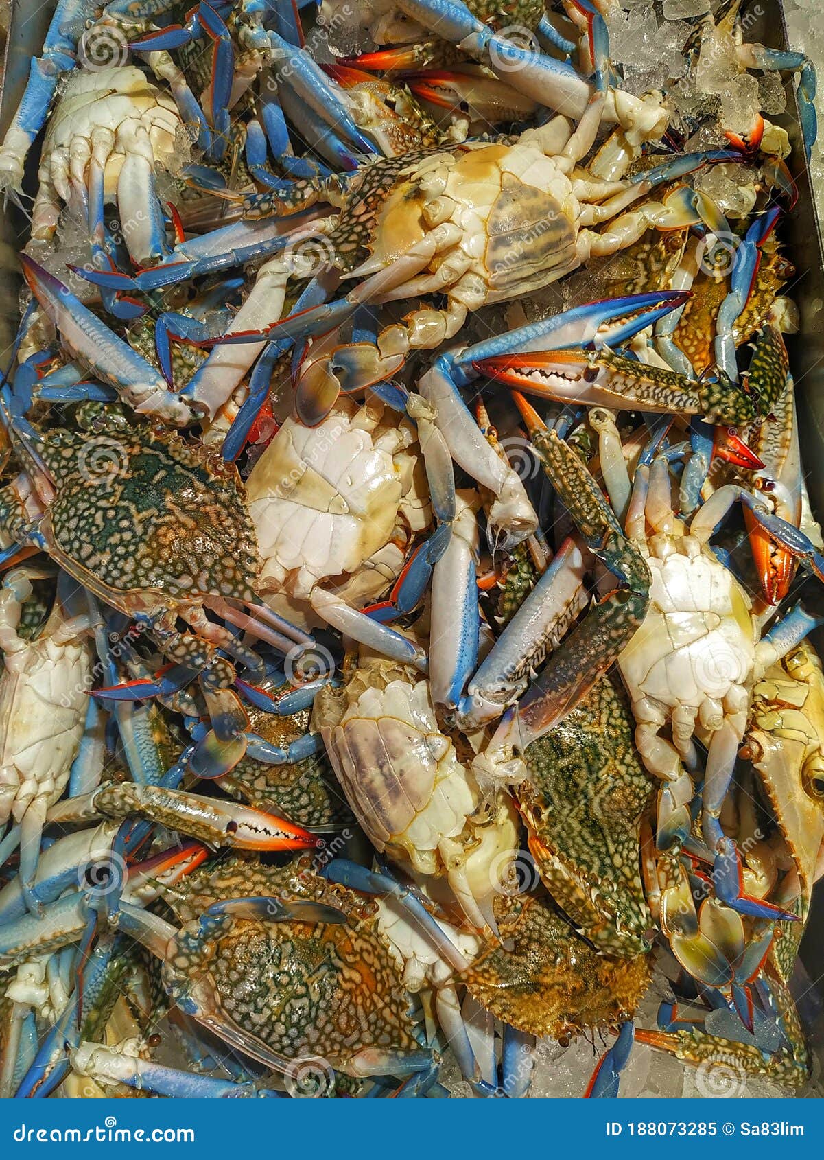 Bunch of fresh crabs stock image. Image of marine, crab - 188073285