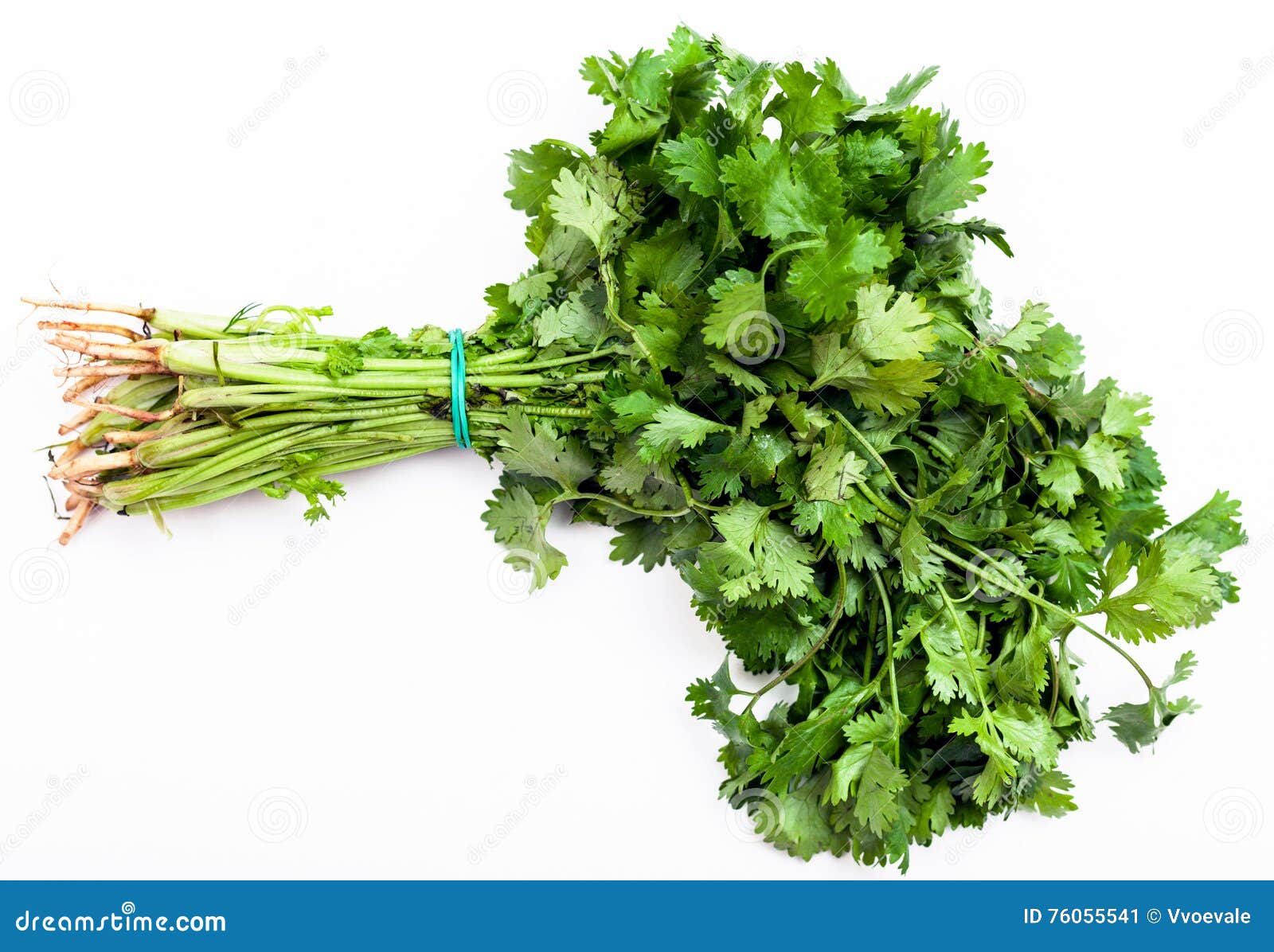 Bunch of Fresh Cut Green Coriander Herb on White Stock Image - Image of ...