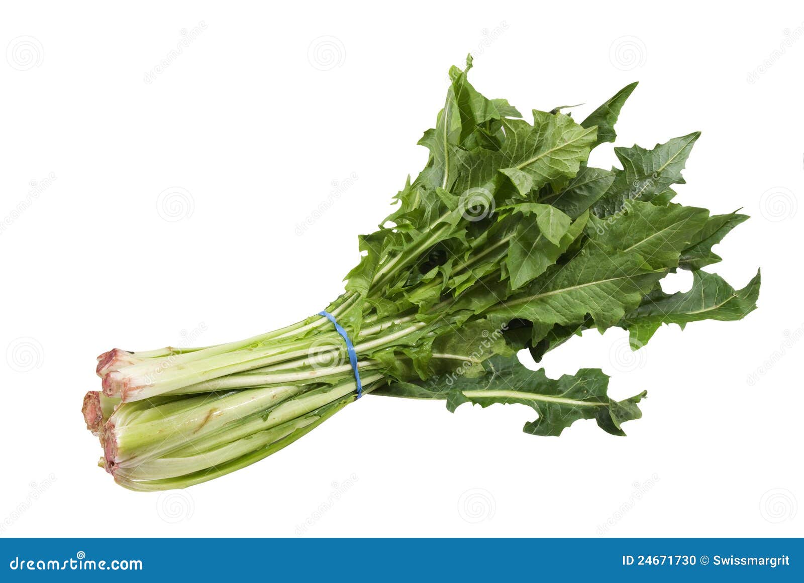 Bunch of fresh dandelion stock photo. Image of isolated - 24671730