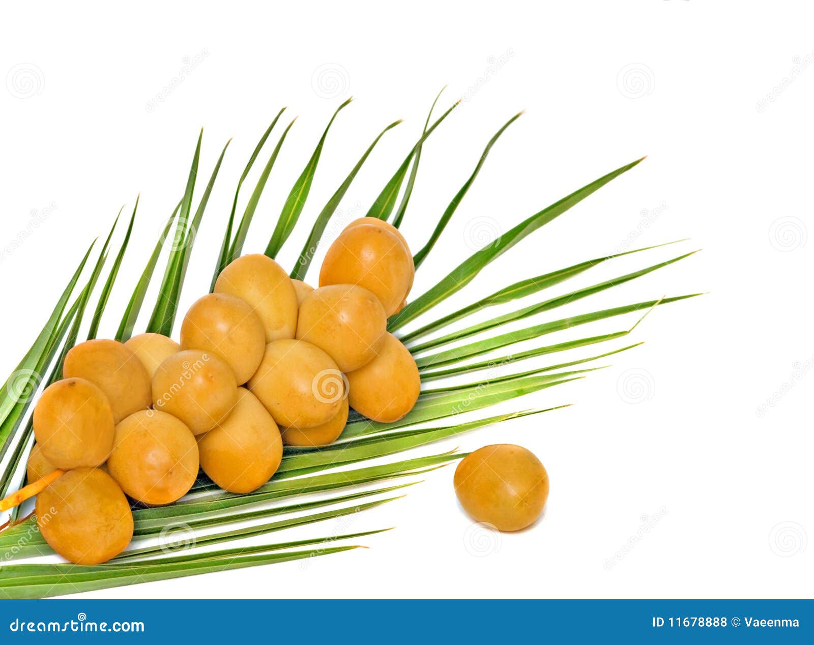 A bunch of fresh dates stock photo. Image of fresh, isolated - 11678888