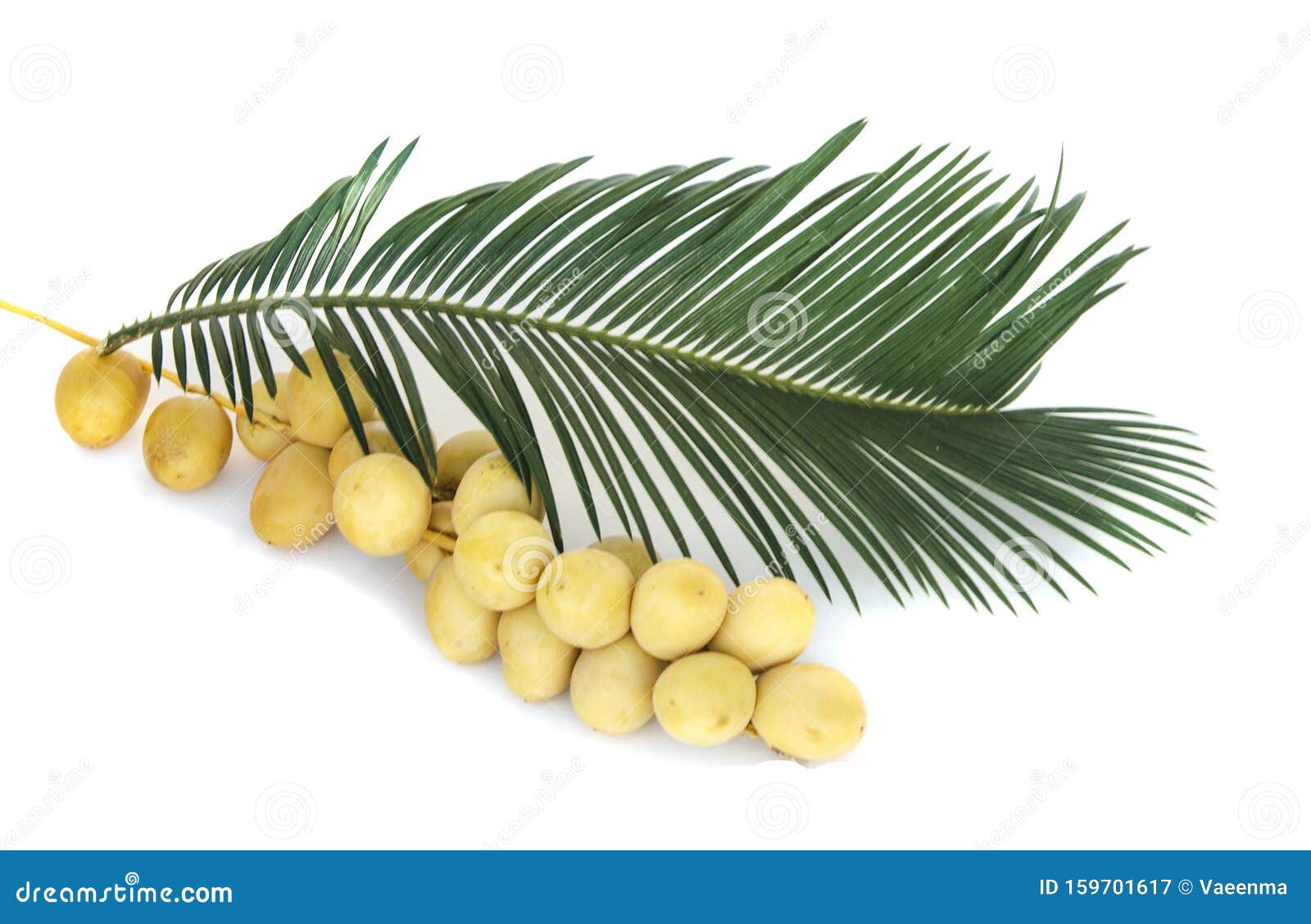 Bunch of fresh dates stock image. Image of white, food - 159701617