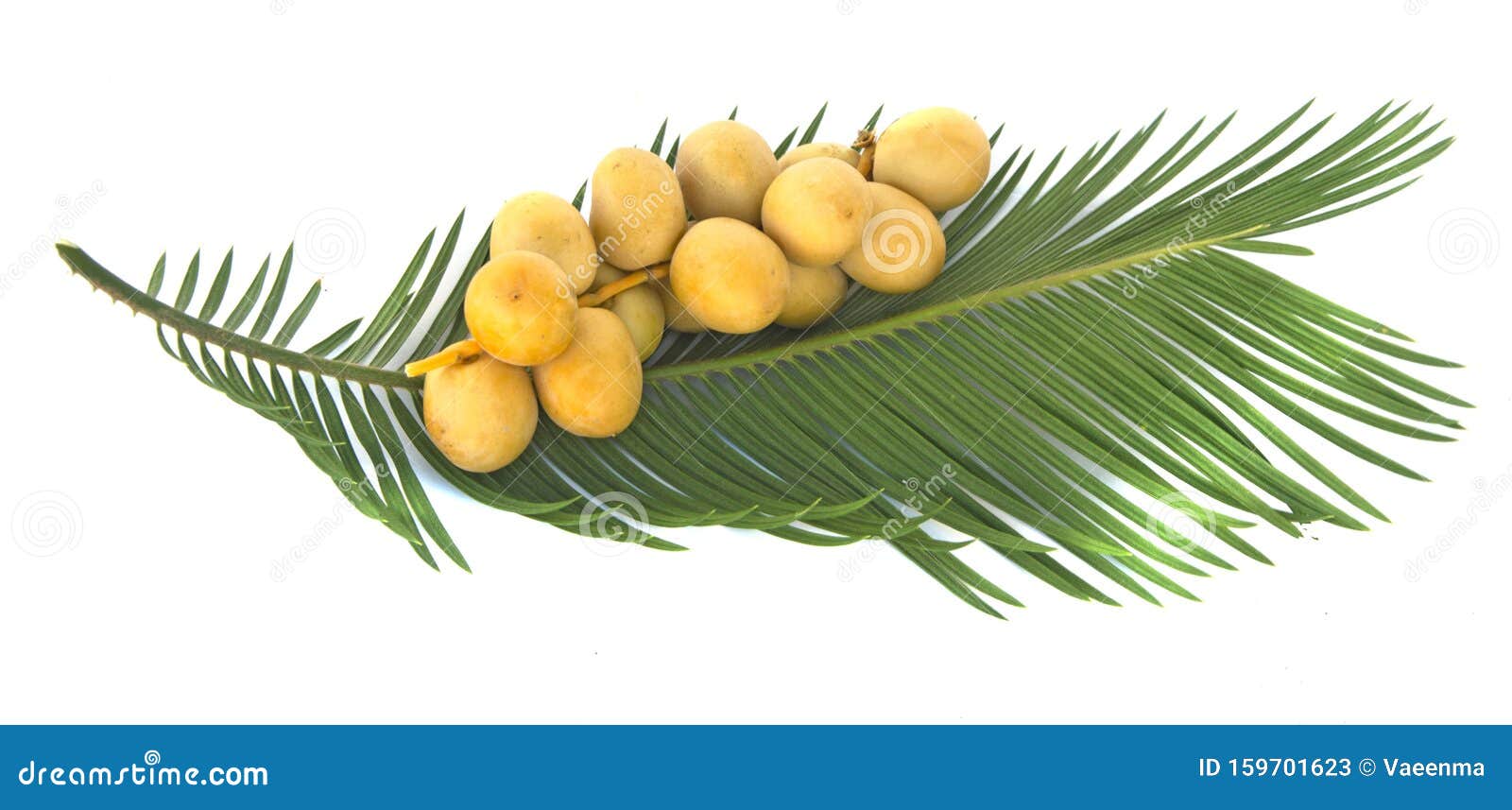 Bunch of Fresh Dates on Palm Leaf Stock Image - Image of food, fruit ...