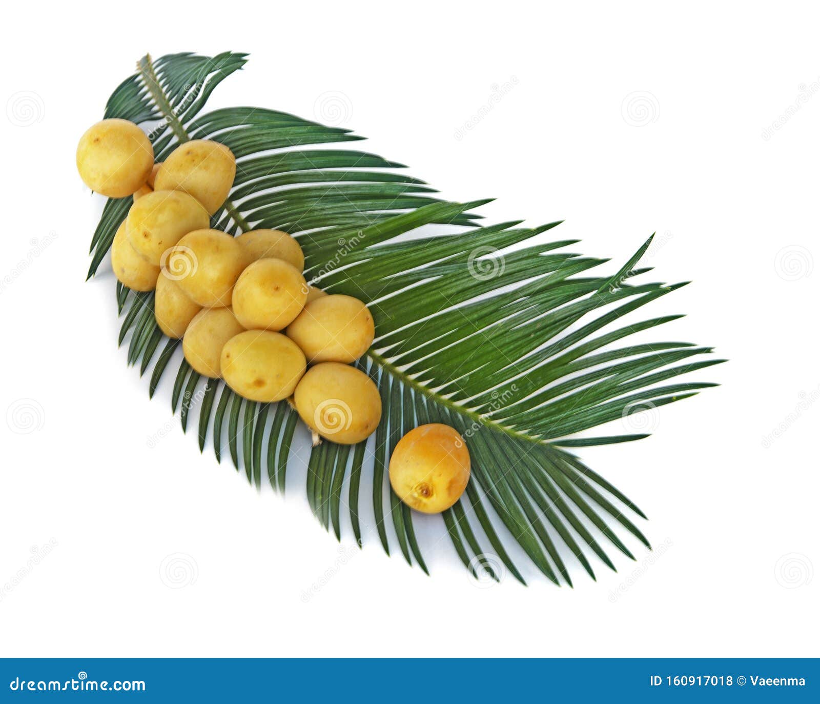Bunch of Fresh Dates on Palm Leaf Stock Photo - Image of close, fruit ...