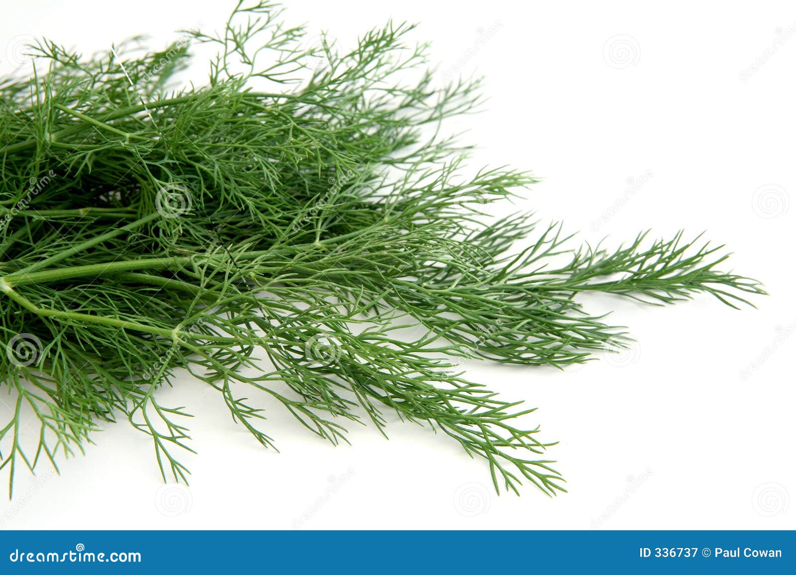 Bunch of fresh dill stock image. Image of ingredient, dill - 336737