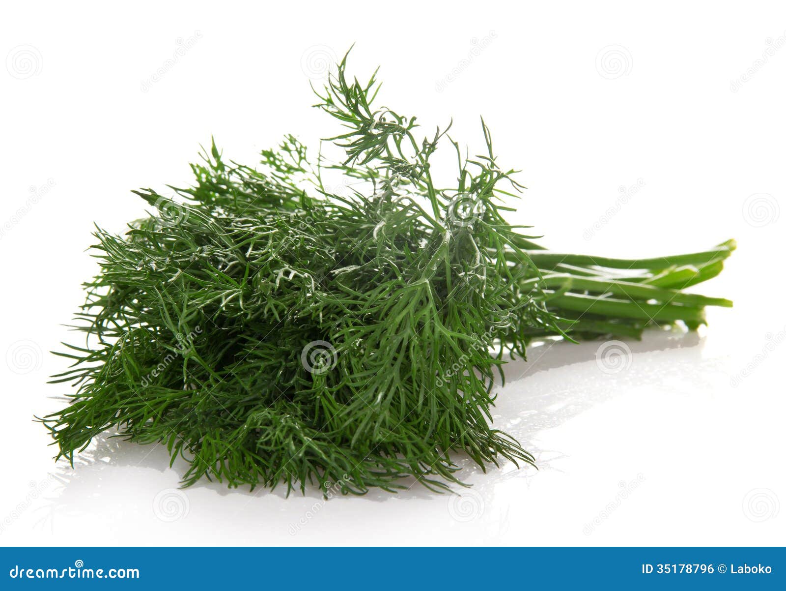 Bunch of fresh dill stock photo. Image of organic, harvest - 35178796