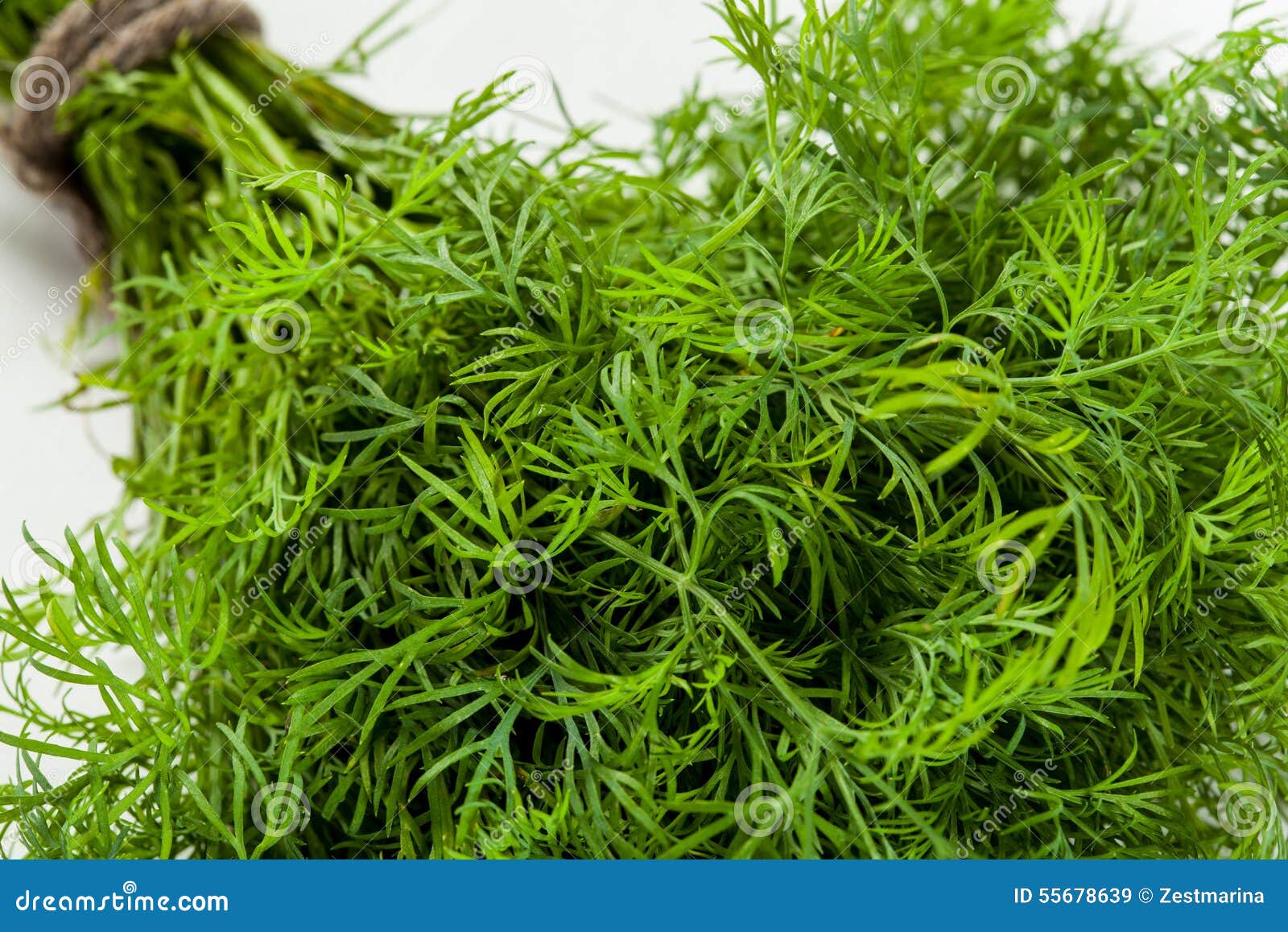 Bunch of a fresh dill stock image. Image of bundle, eating - 55678639