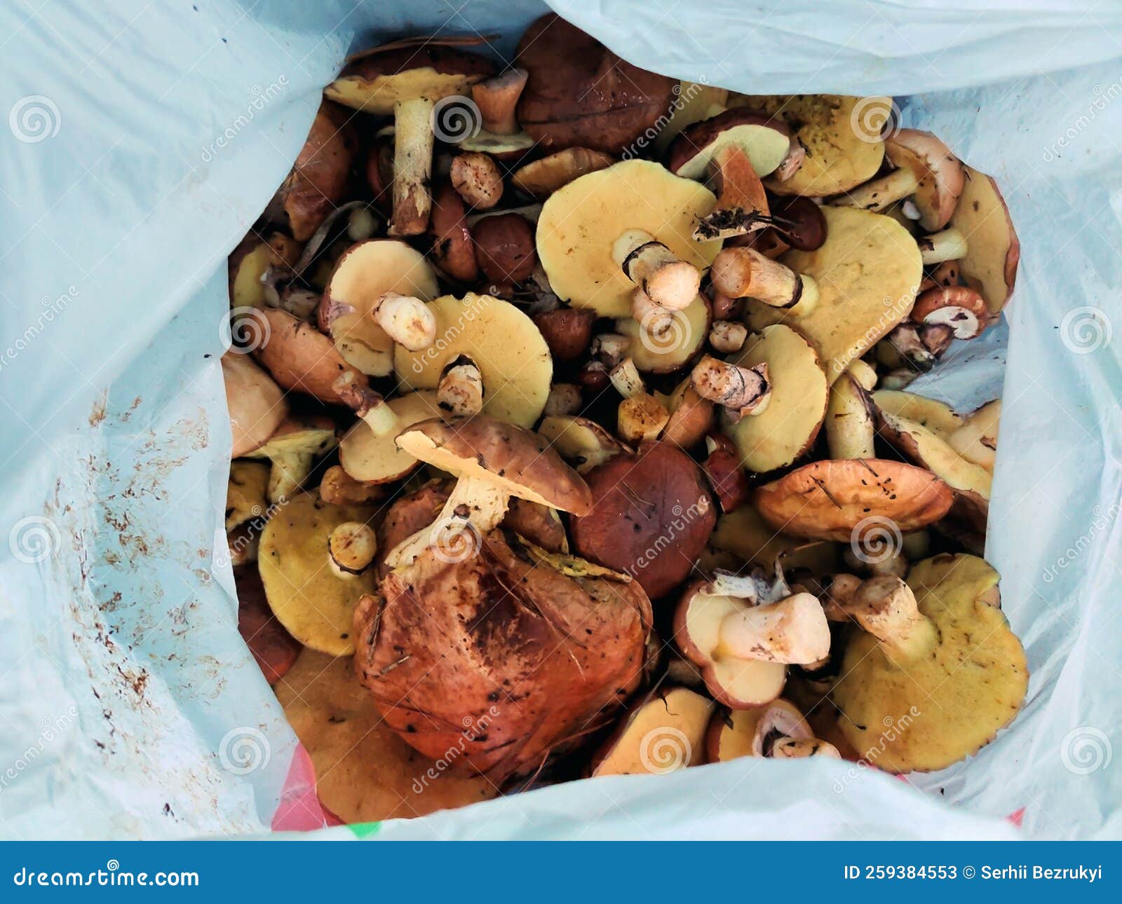A Bunch of Fresh Edible Mushrooms in a Bag Collected in the Forest ...