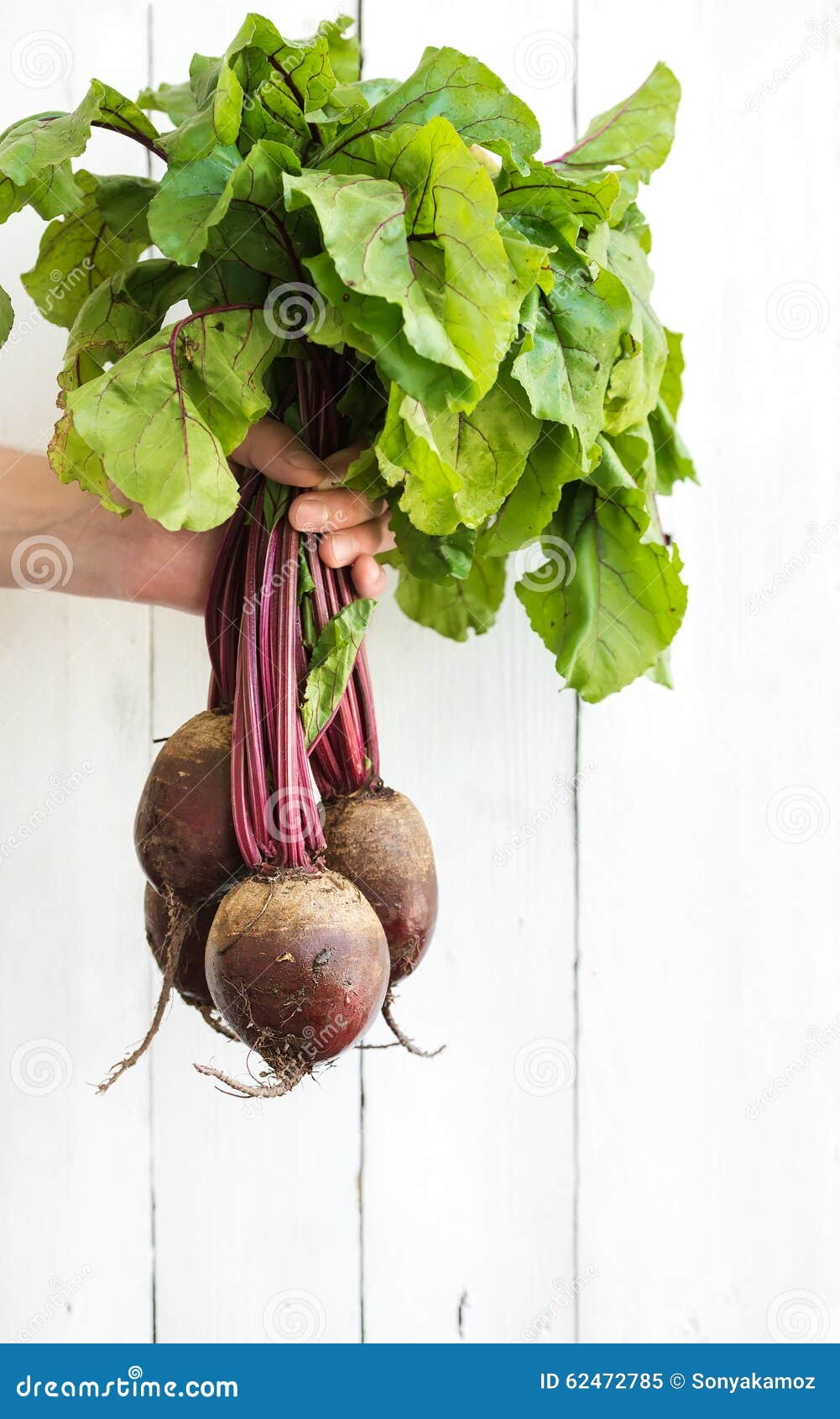 Bunch of Fresh Garden Beetroot Kept in Man S Hand Stock Image - Image ...