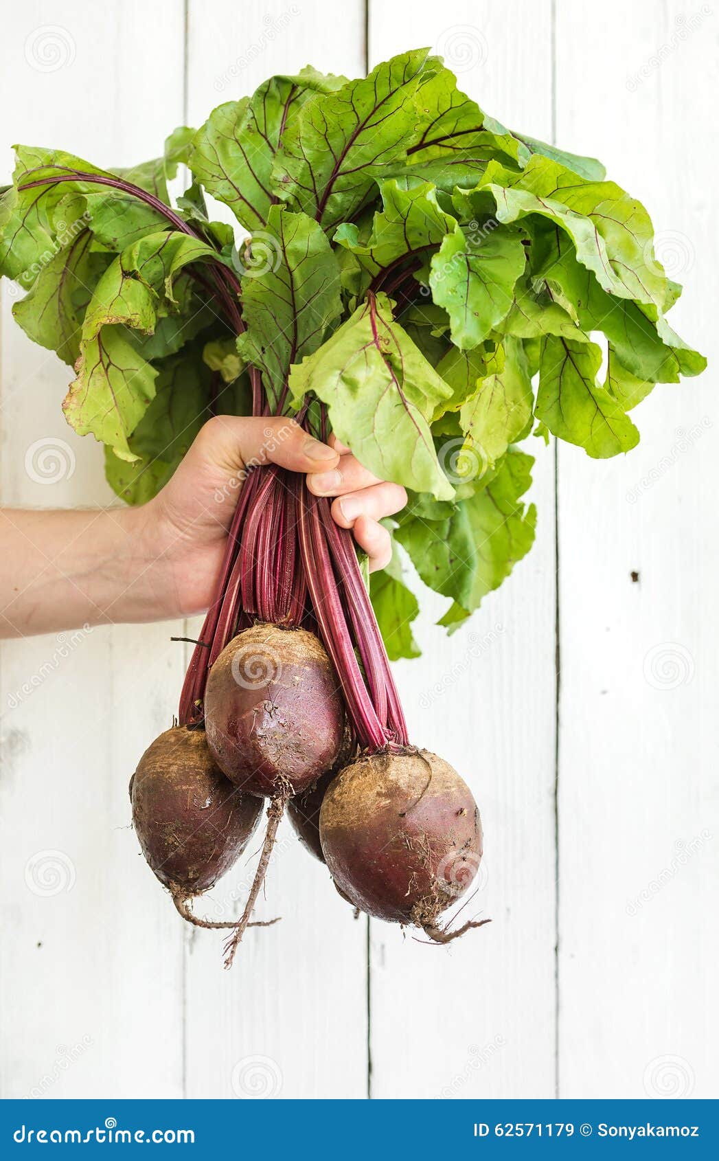 Bunch of Fresh Garden Beetroot Kept in Man S Hand Stock Image - Image ...