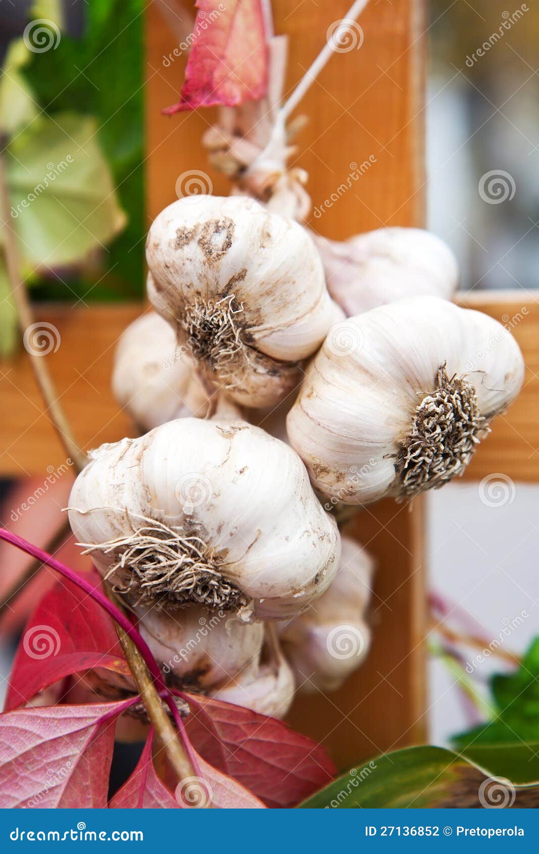Bunch of fresh garlic stock photo. Image of healthy, agriculture - 27136852