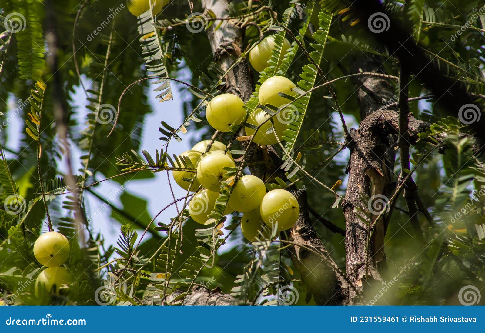 Bunch Of Phyllanthus Acidus, Star Gooseberry Fruits On Its Tree Royalty ...