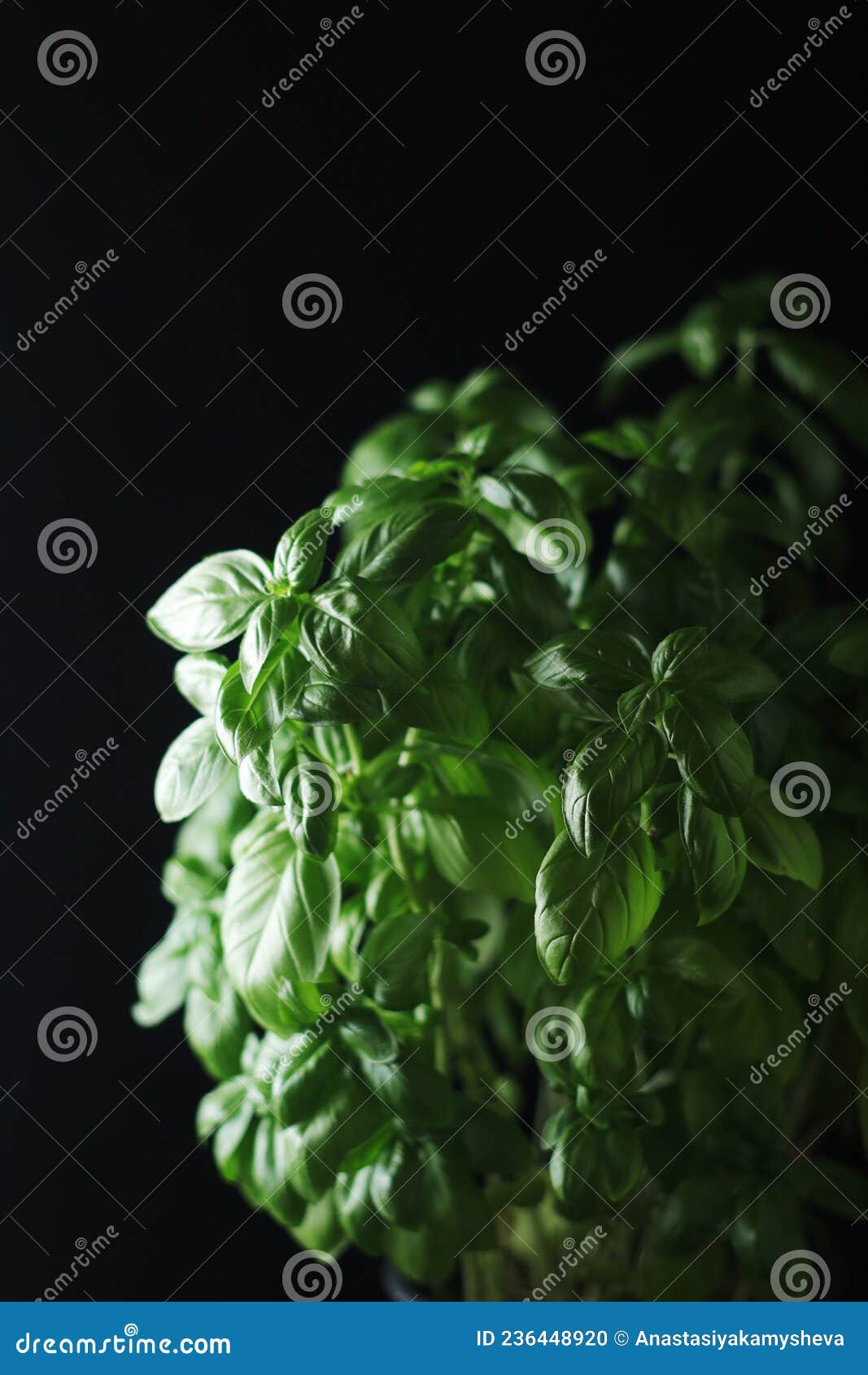 A Bunch of Basil in Low Key Stock Photo - Image of kitchen, food: 236448920