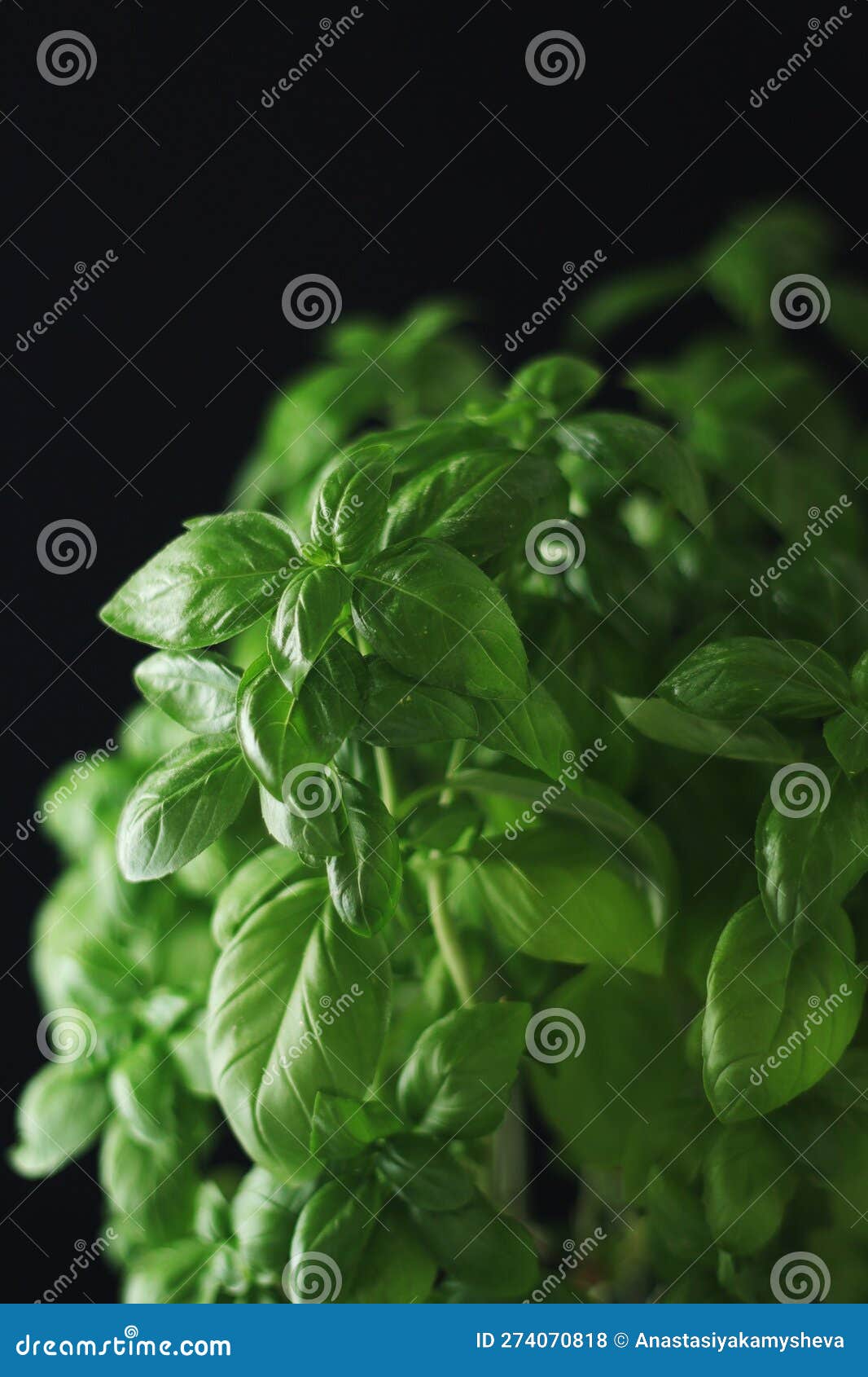 A Bunch of Basil in Low Key Stock Photo - Image of organic, aromatic ...