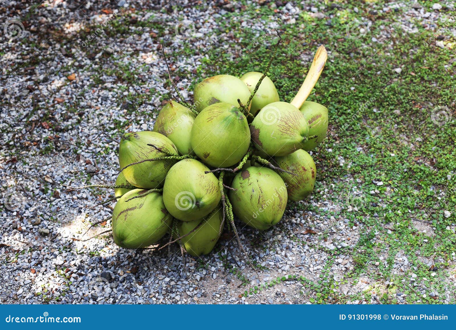 Bunch of Fresh Green Coconuts Stock Photo - Image of freshness, juice ...