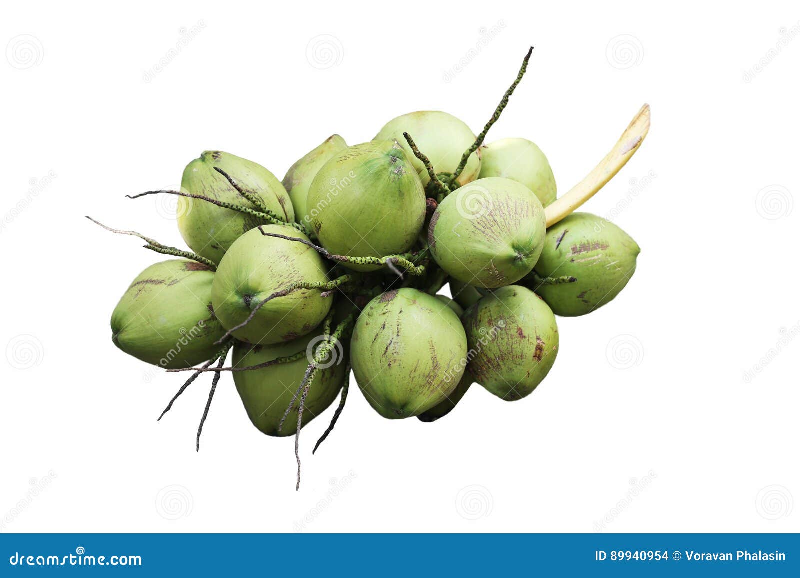 Matured Coconuts Stocked Together For De-husking. Top View Close Up Of ...