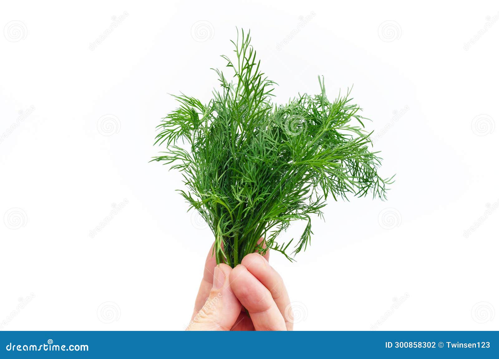Bunch of Fresh Green Dill in a Man S Hand. White Background, Isolated ...
