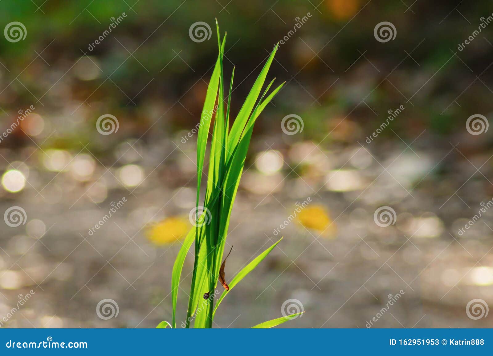 Bunch of fresh green grass stock image. Image of bundle - 162951953