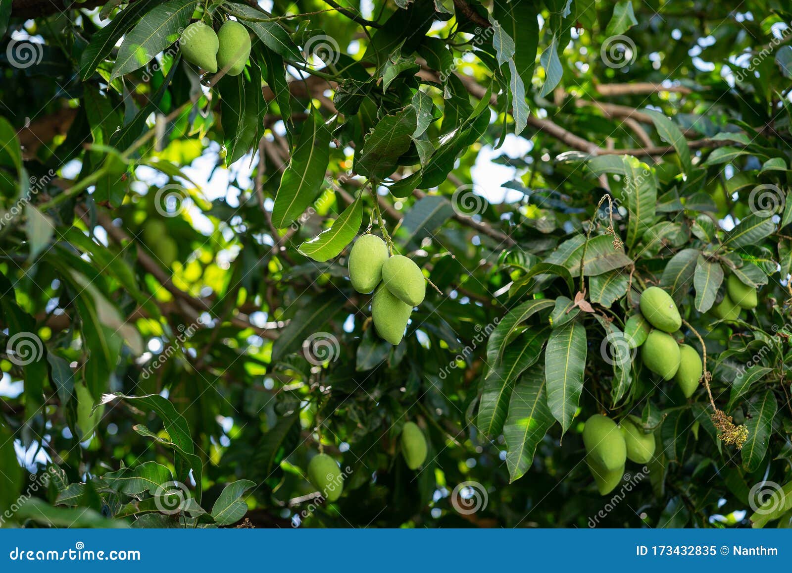 Bunch of Fresh Green Mango on Tree Stock Image - Image of harvest ...