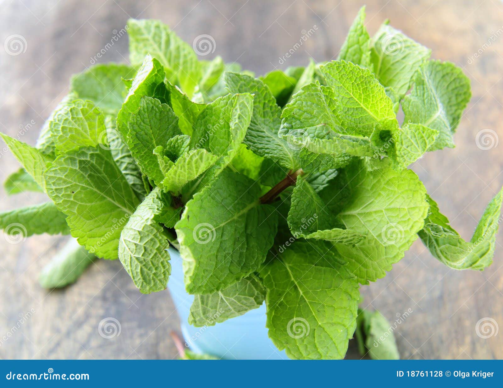 Bunch of fresh green mint stock photo. Image of mint - 18761128