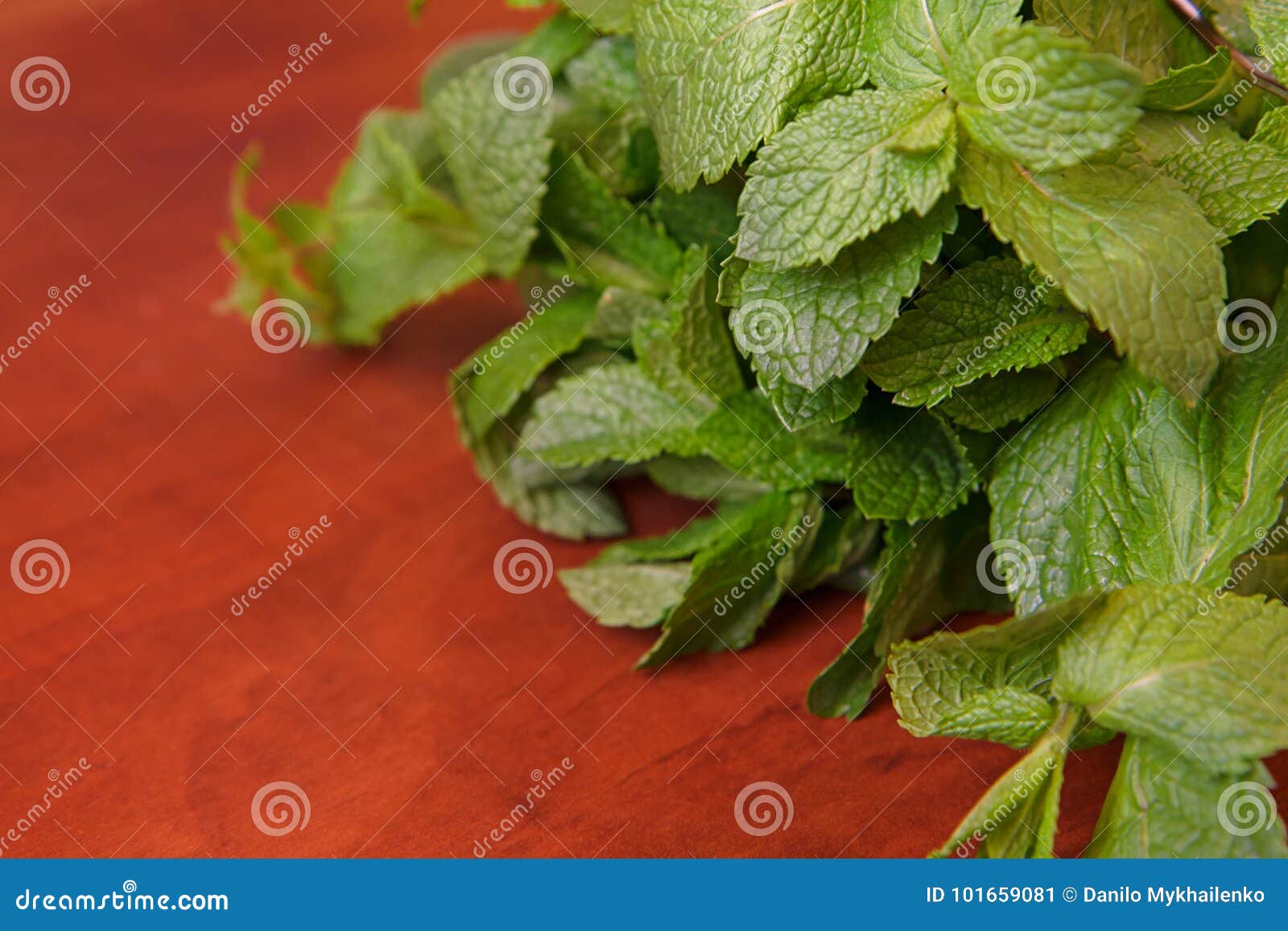 Bunch of fresh green mint stock image. Image of fresh - 101659081