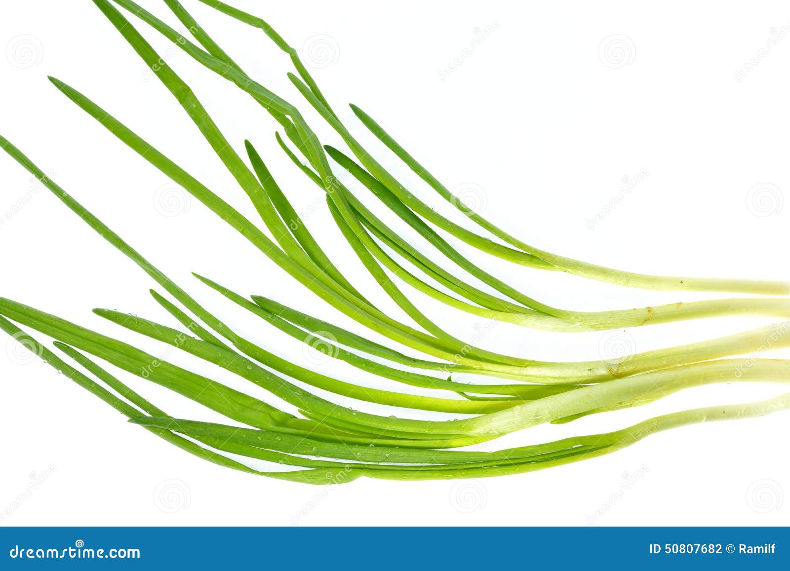 Bunch of Fresh Green Onions Stock Photo - Image of closeup, freshness ...
