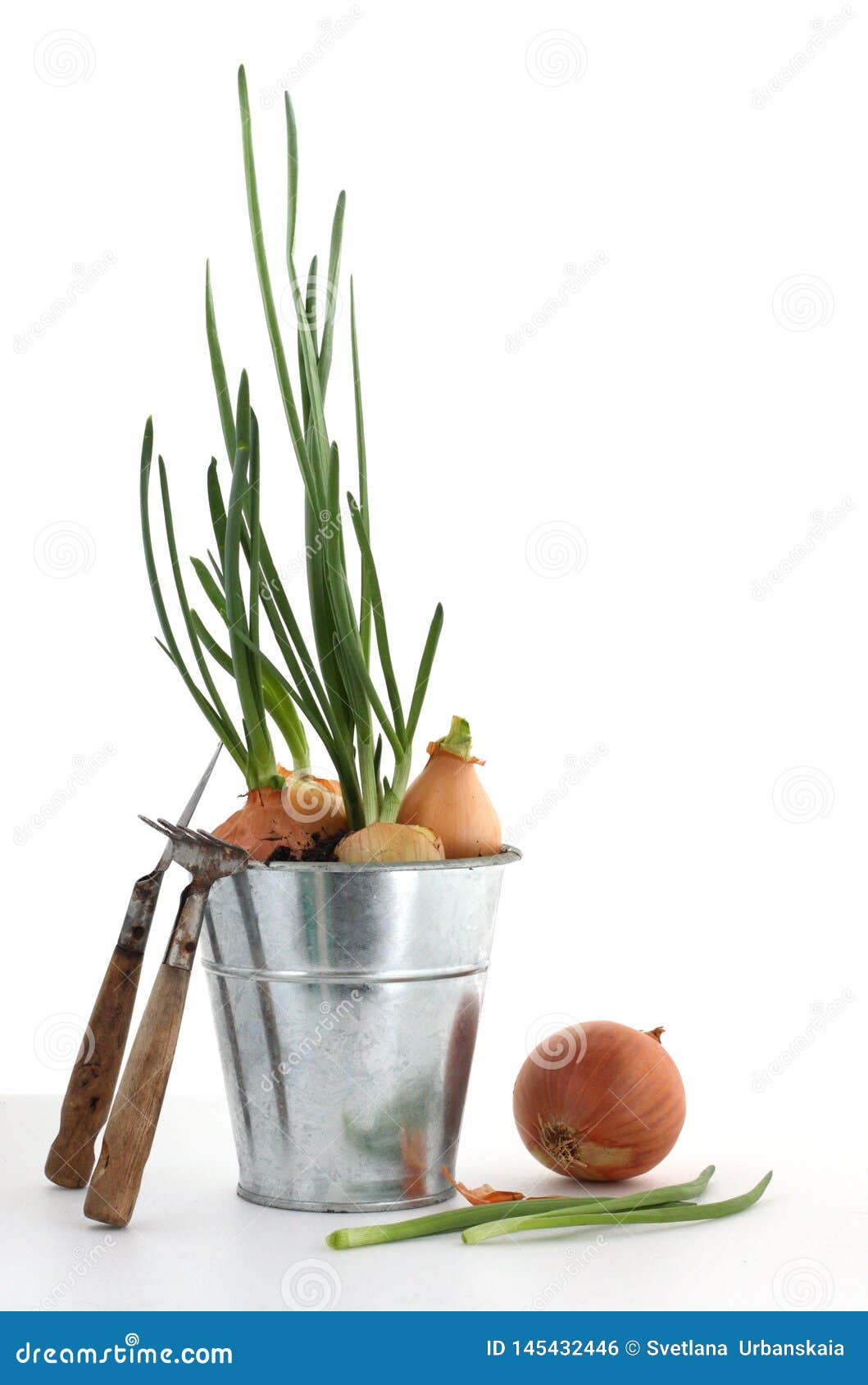 A Bunch of Fresh Green Onions. Stock Photo - Image of harvest, kitchen ...