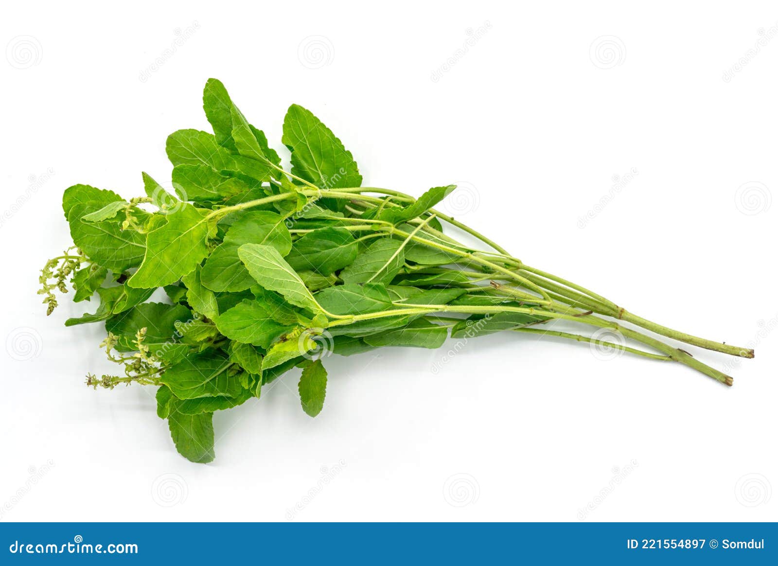 Fresh Holy Basil Plant Side View In A Flower Pot In Delhi Royalty-Free ...