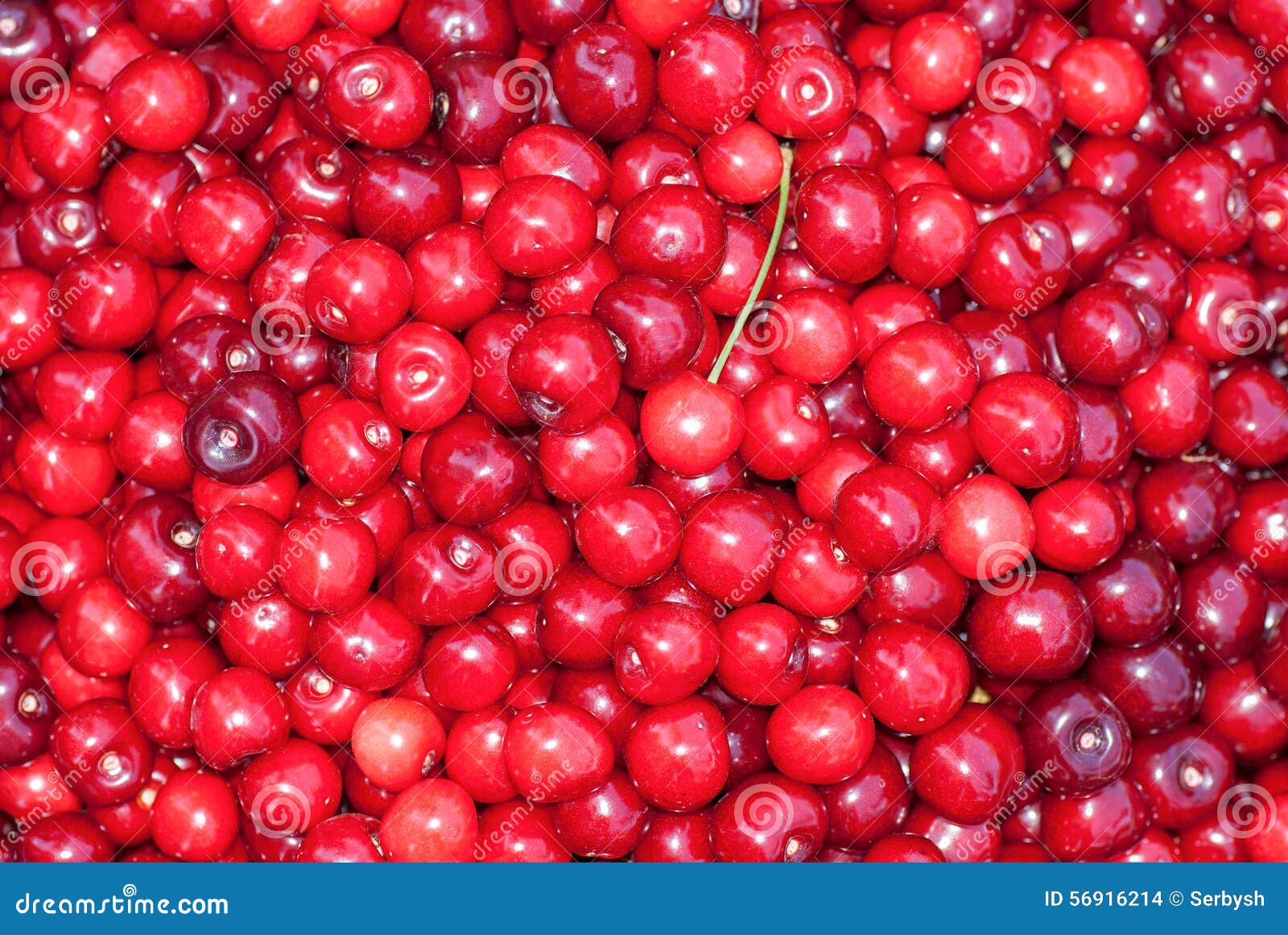 Bunch of Fresh, Juicy, Ripe Cherries Stock Photo - Image of tasty ...