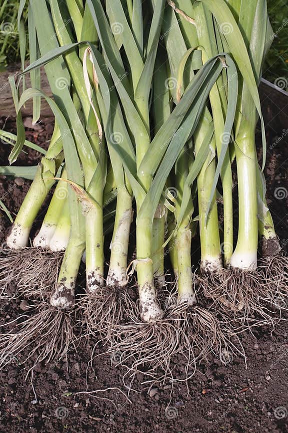 Bunch of Fresh Leeks Produce Stock Photo - Image of vegetable, leeks ...