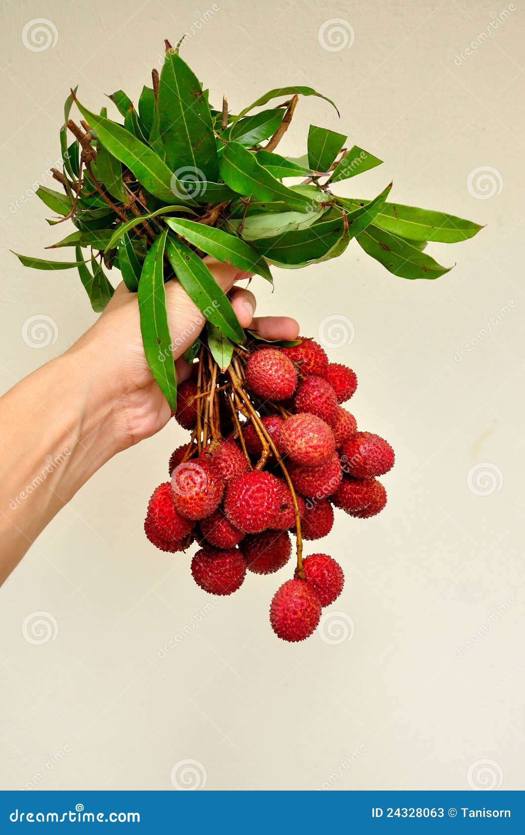 Bunch of Fresh Lychees in Man Hand Stock Image - Image of diet, fresh ...
