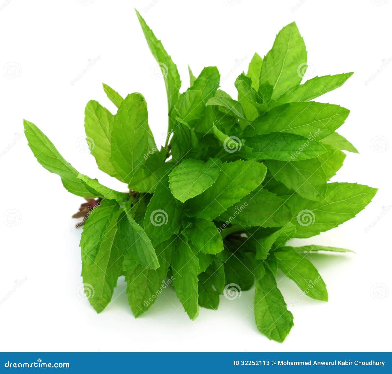 Bunch of fresh mint leaves stock image. Image of pharmacy - 32252113