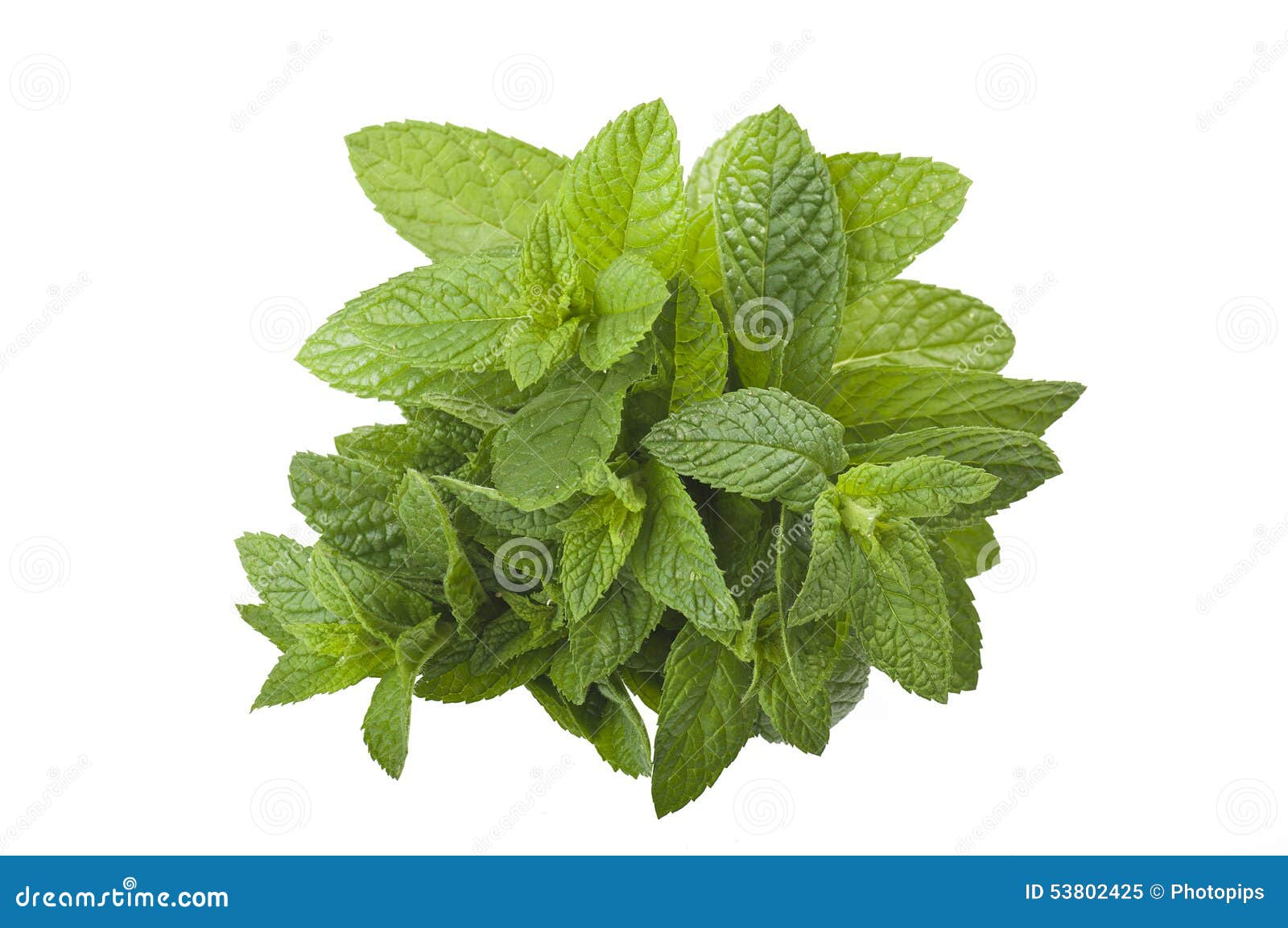 Bunch of fresh mint stock image. Image of christmas, closeup - 53802425