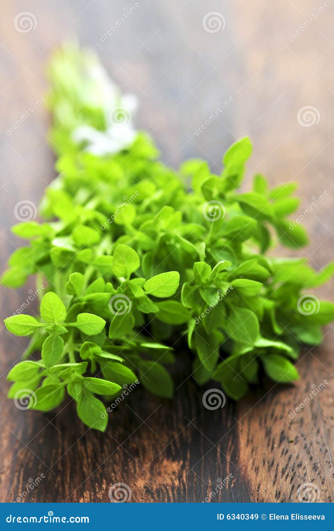 Bunch of fresh oregano stock image. Image of nature, ingredient - 6340349