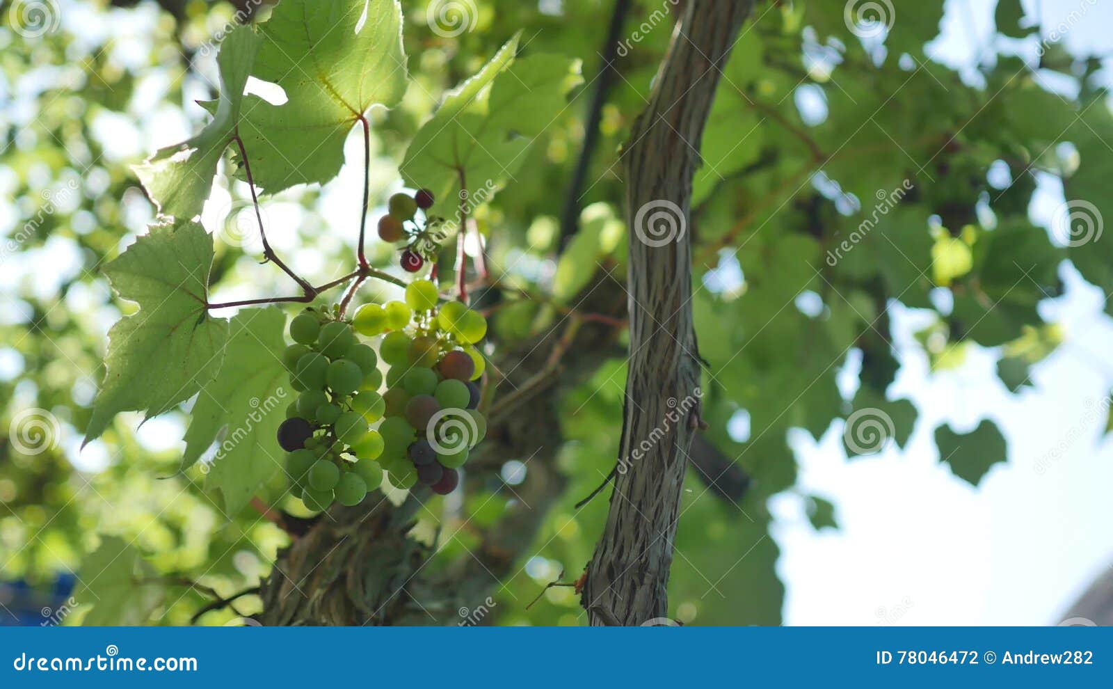 Grape Tree Branch Stock Footage & Videos - 196 Stock Videos