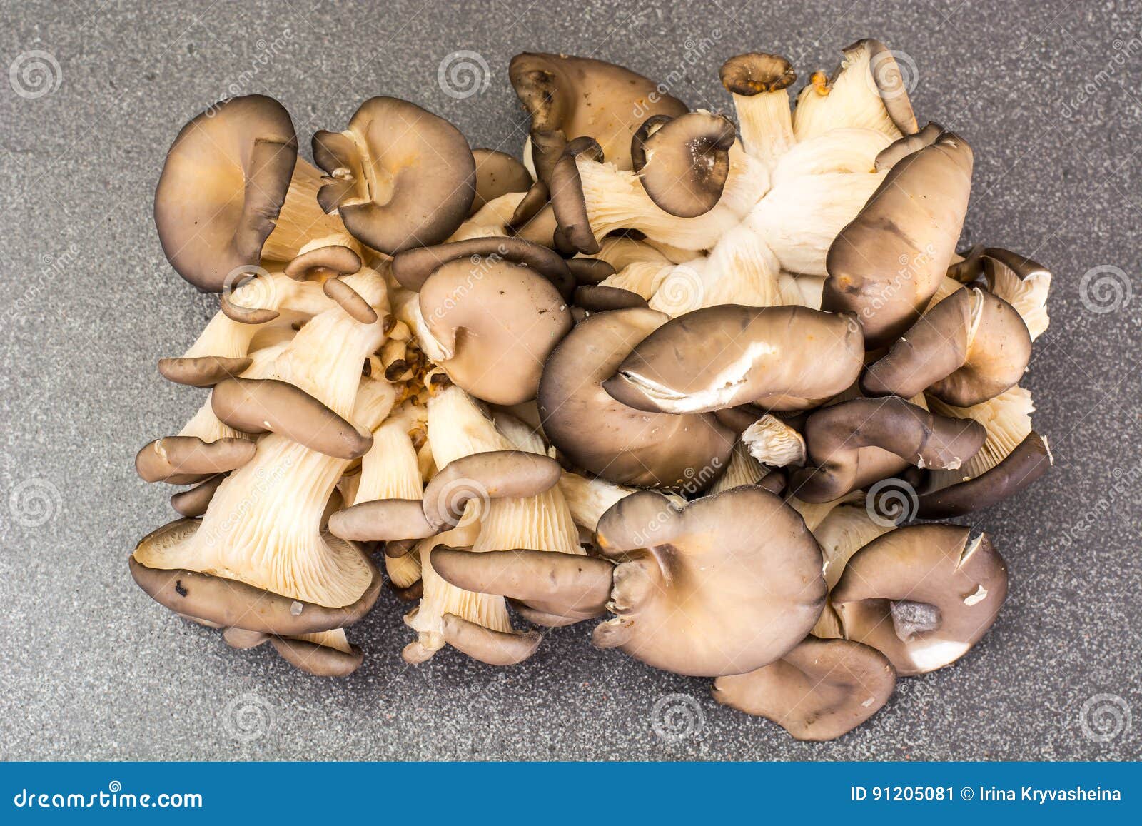 Bunch of Fresh Oyster Mushrooms Stock Image - Image of mycelium, bunch ...