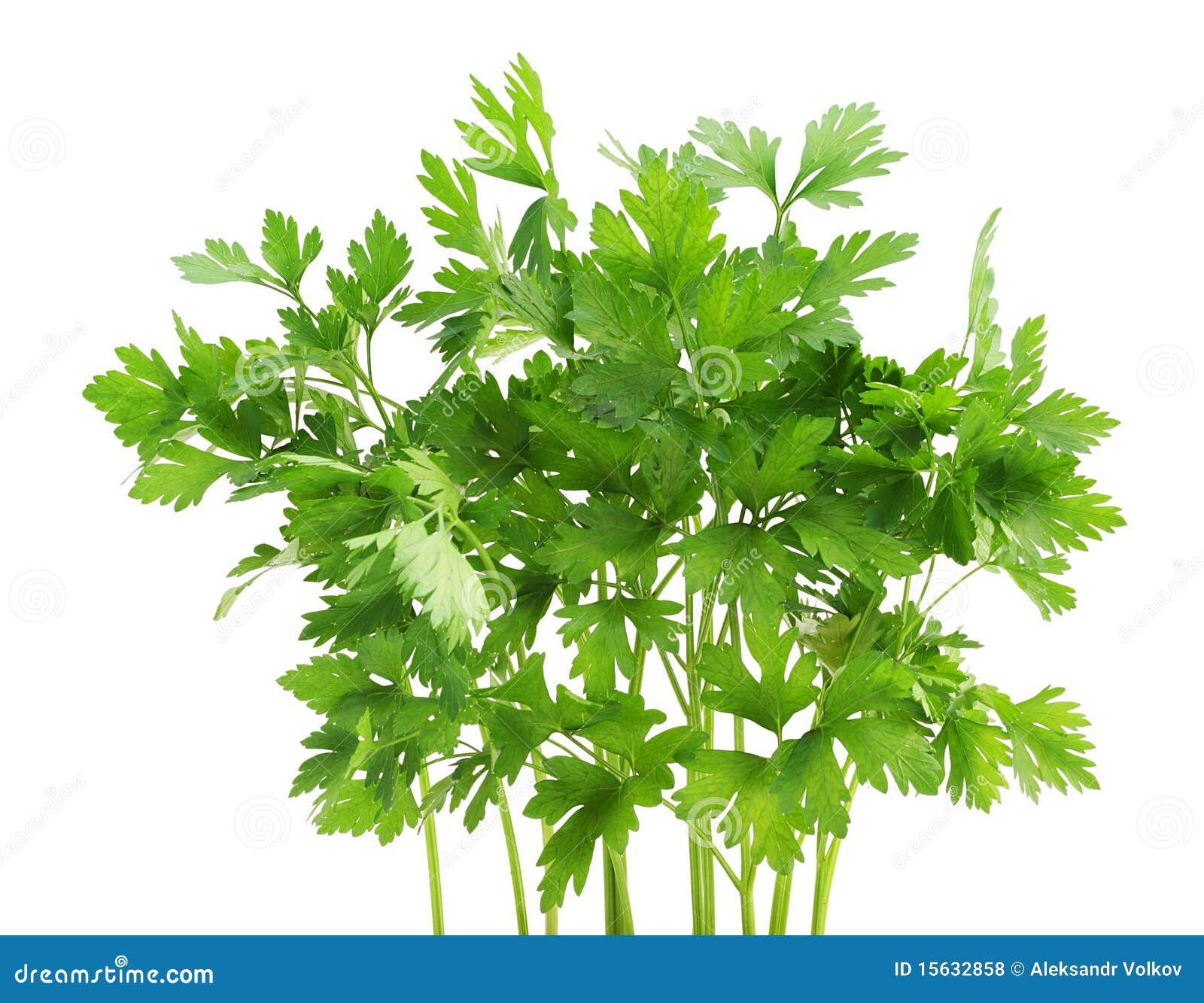 Bunch of fresh parsley stock photo. Image of healthy - 15632858