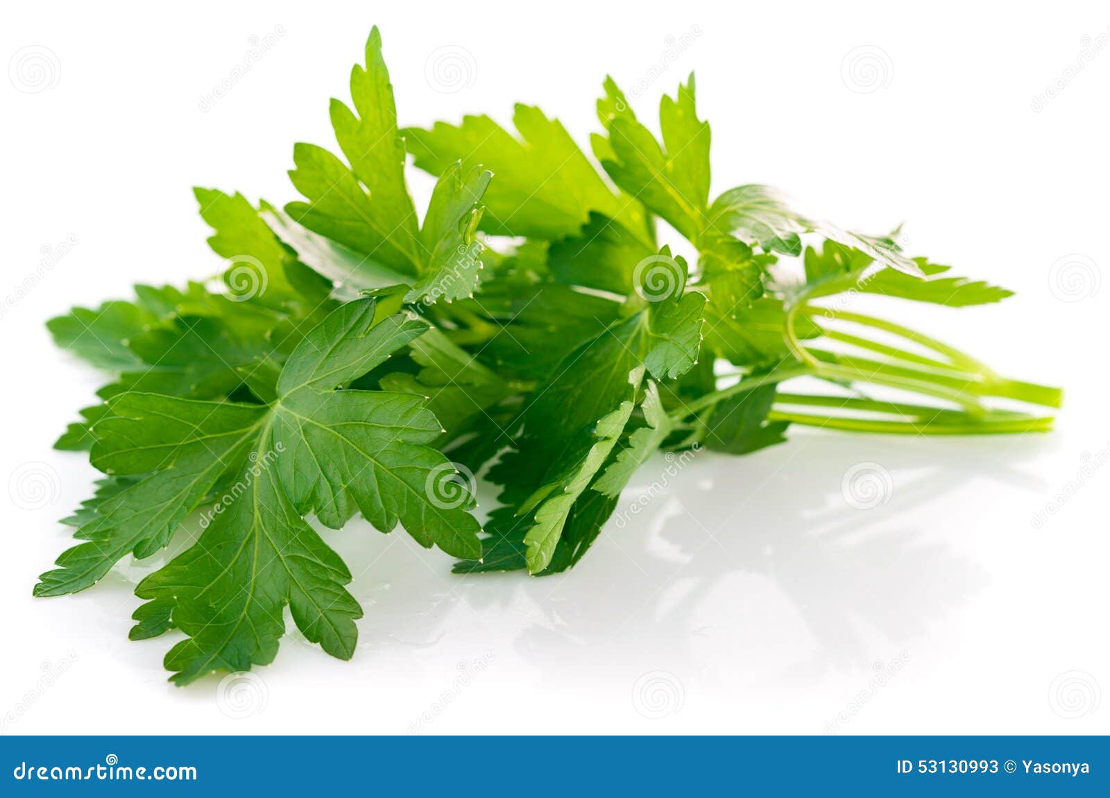 Bunch fresh parsley stock image. Image of spice, bundle - 53130993