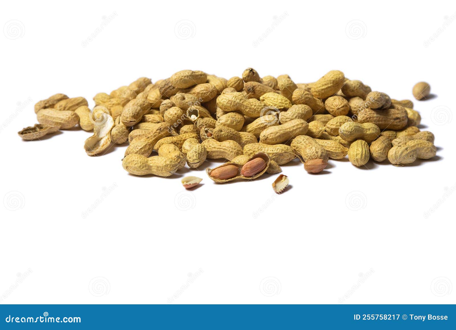 Fresh Peanuts Isolated stock image. Image of harvest - 255758217