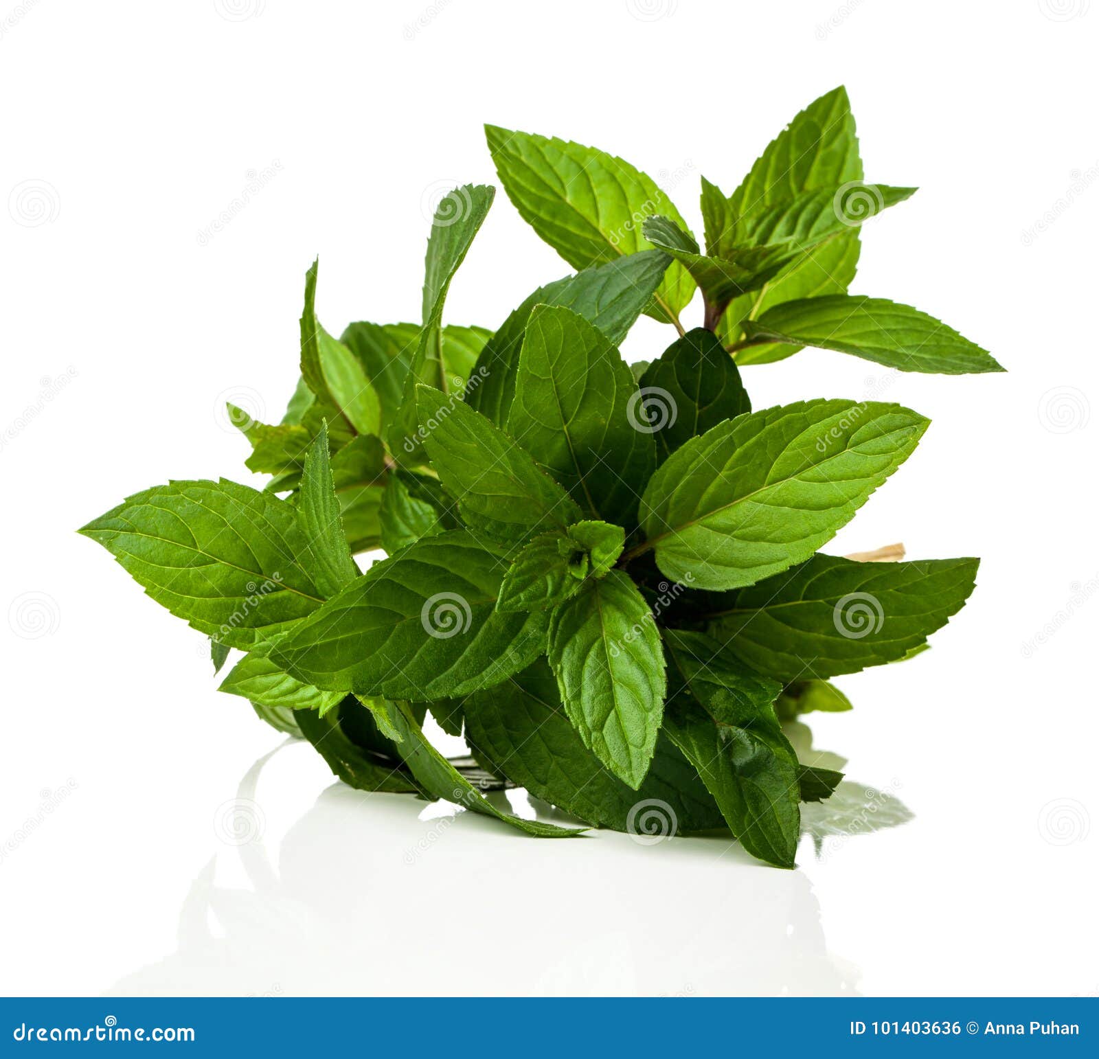 A Bunch of Fresh Peppermint Stock Photo - Image of fresh, aromatic ...