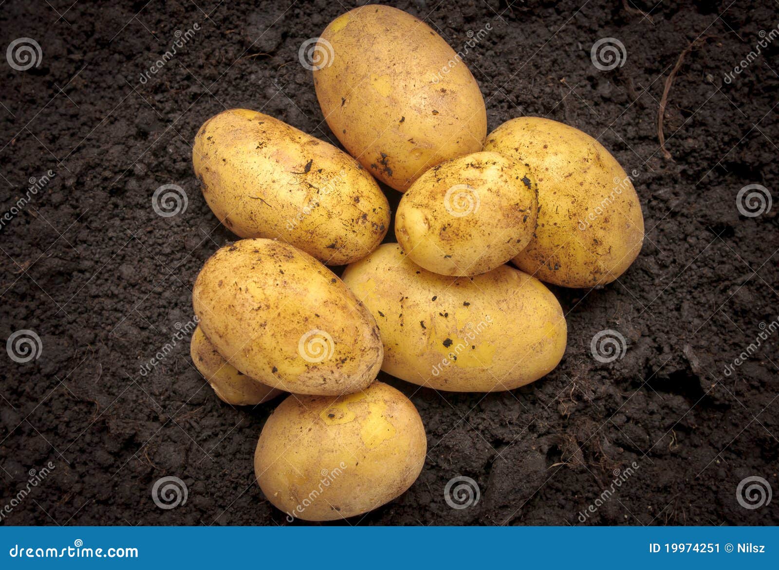 Bunch of fresh potatoes stock image. Image of plant, vegetable - 19974251