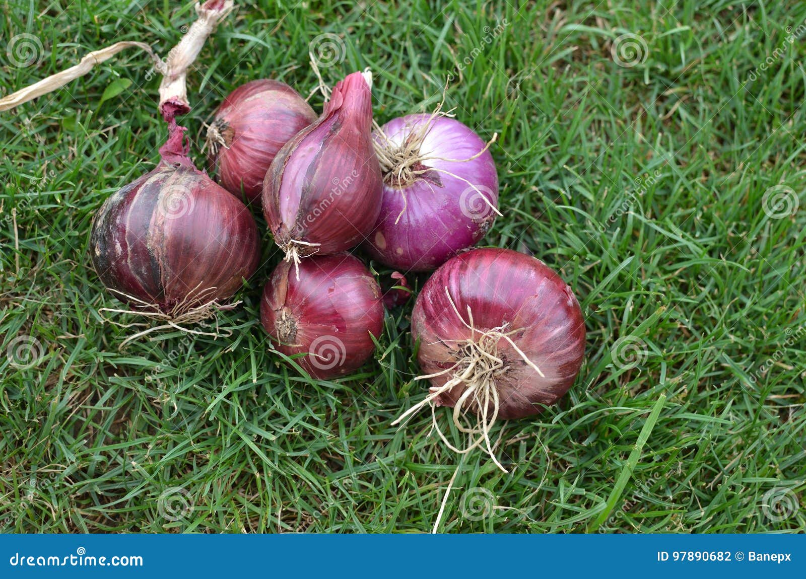 Bunch of Fresh Purple Onion Stock Photo - Image of farm, bulb: 97890682